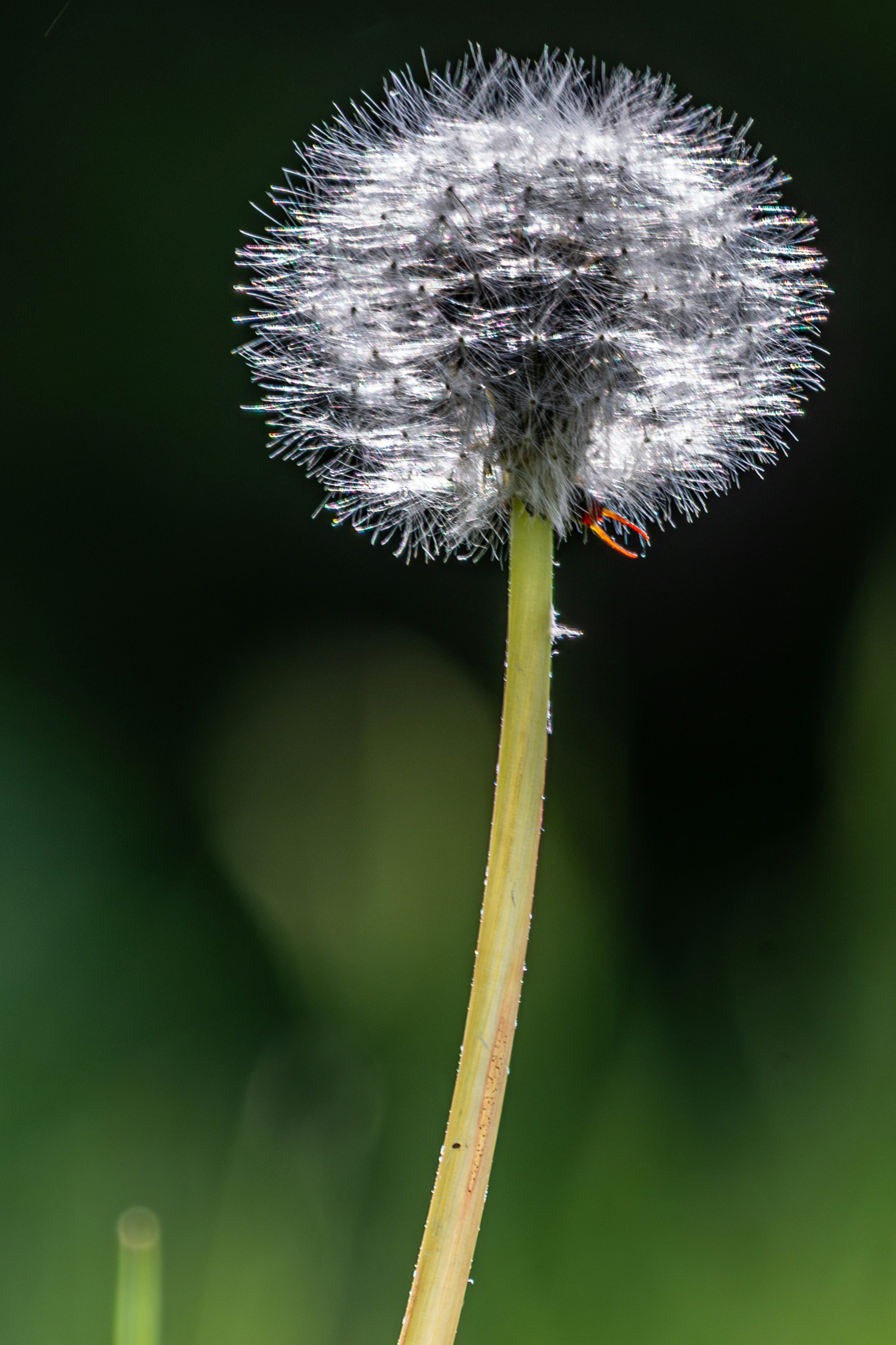 Micro World in a Fluff of White: Dandelion Crowned by Sunlight