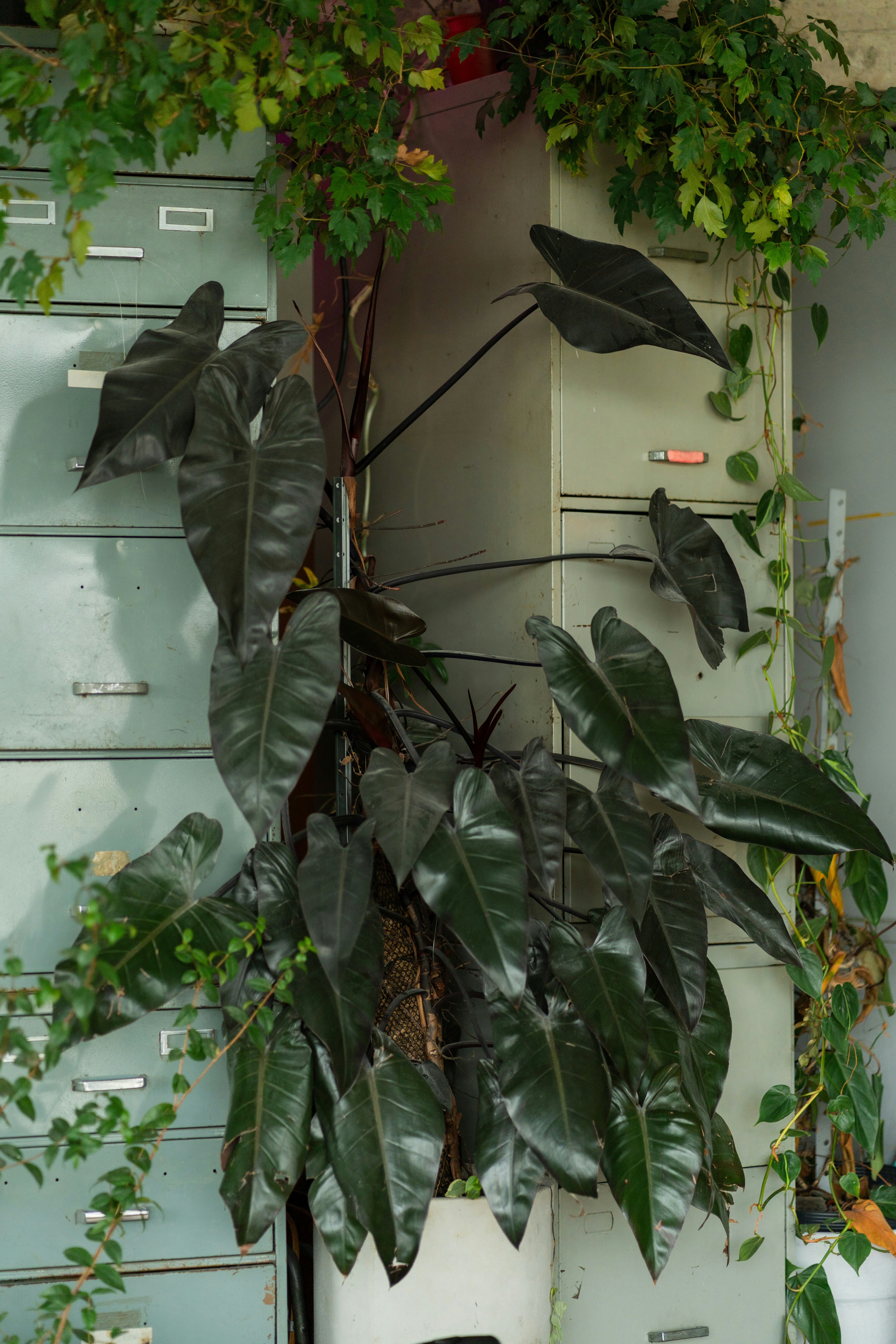 Monstera‑like Foliage Reclaims a Row of Pale Lockers