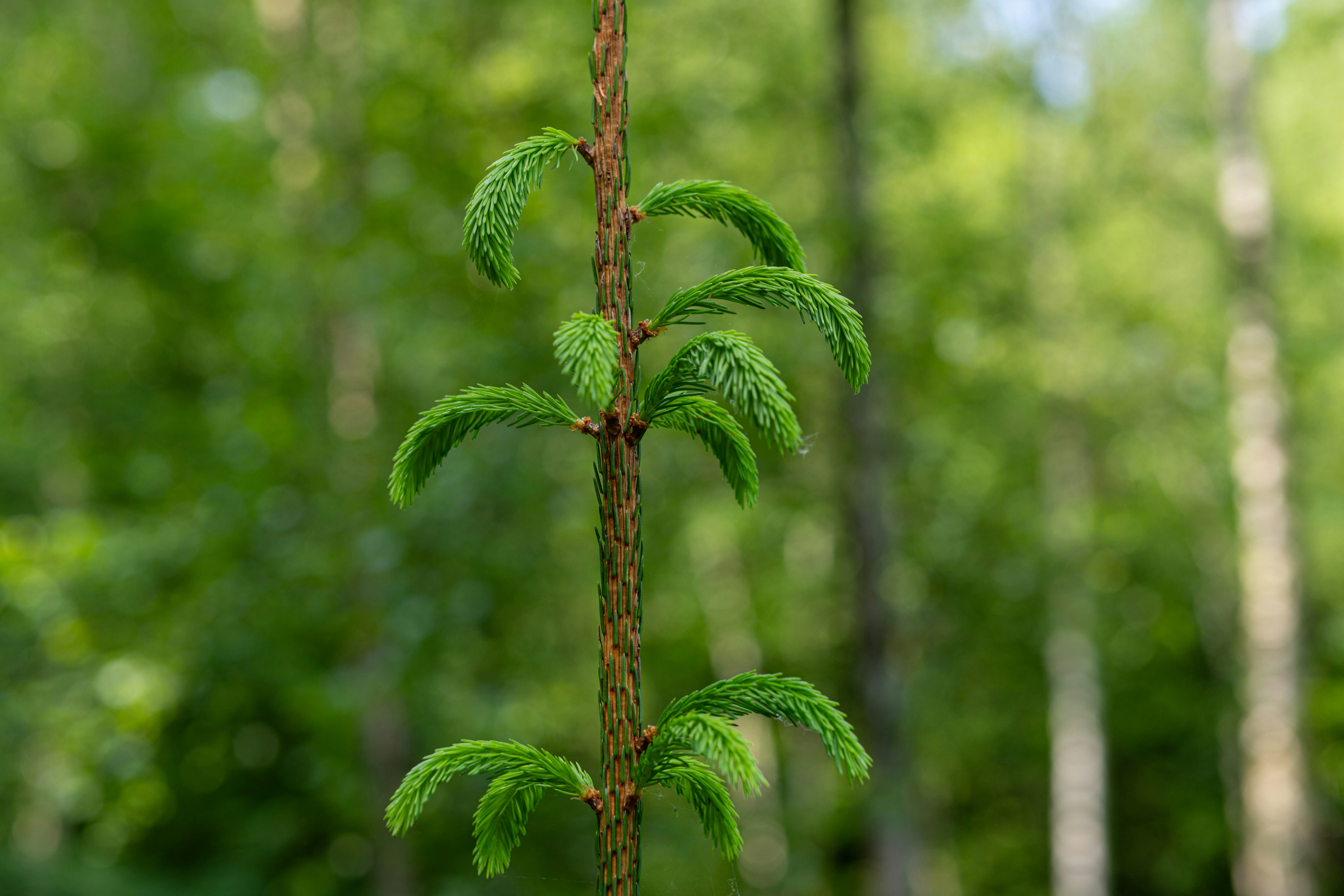 Emergent Fern Frond Reaches Through a Verdant Blur