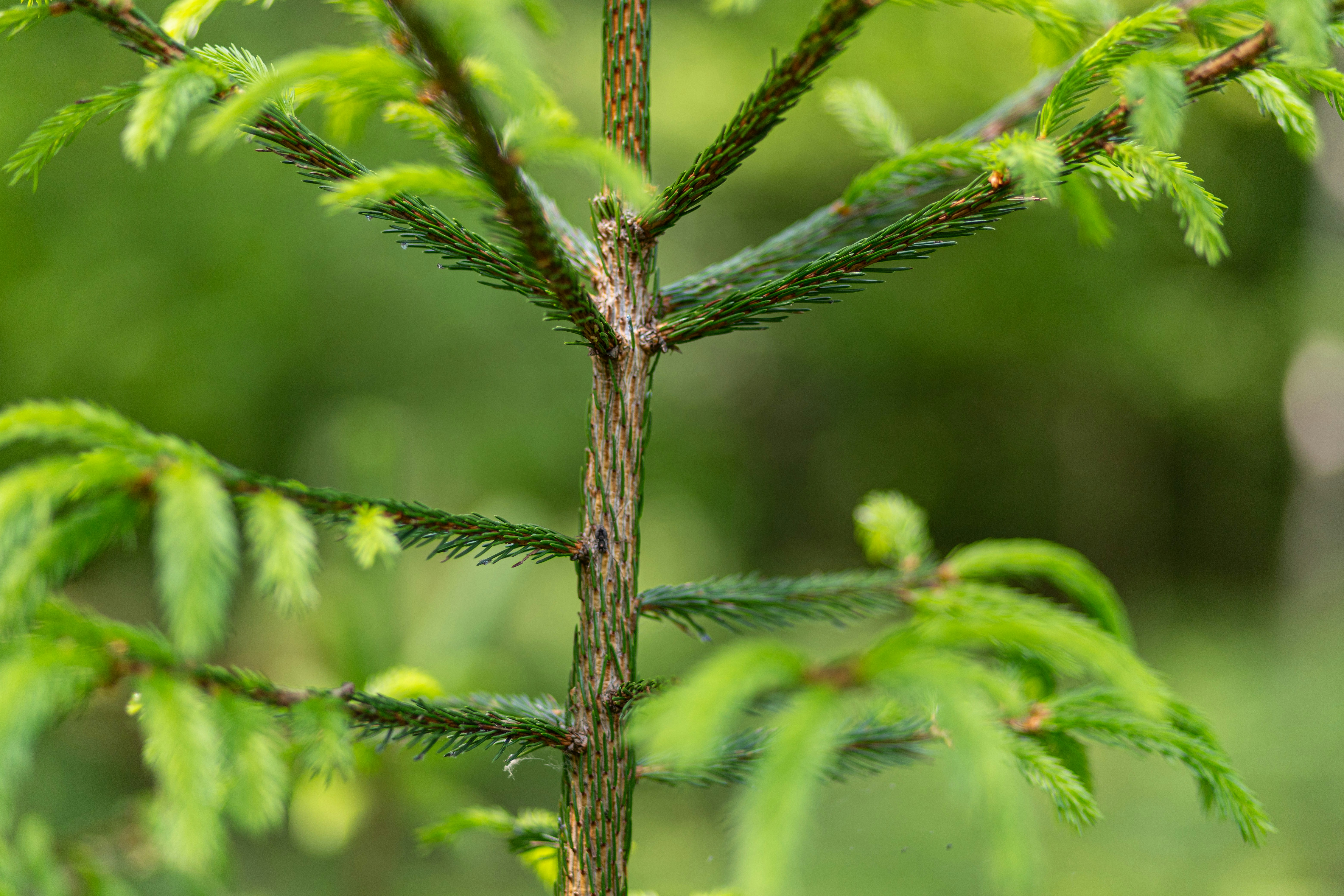 From a forest in Denmark