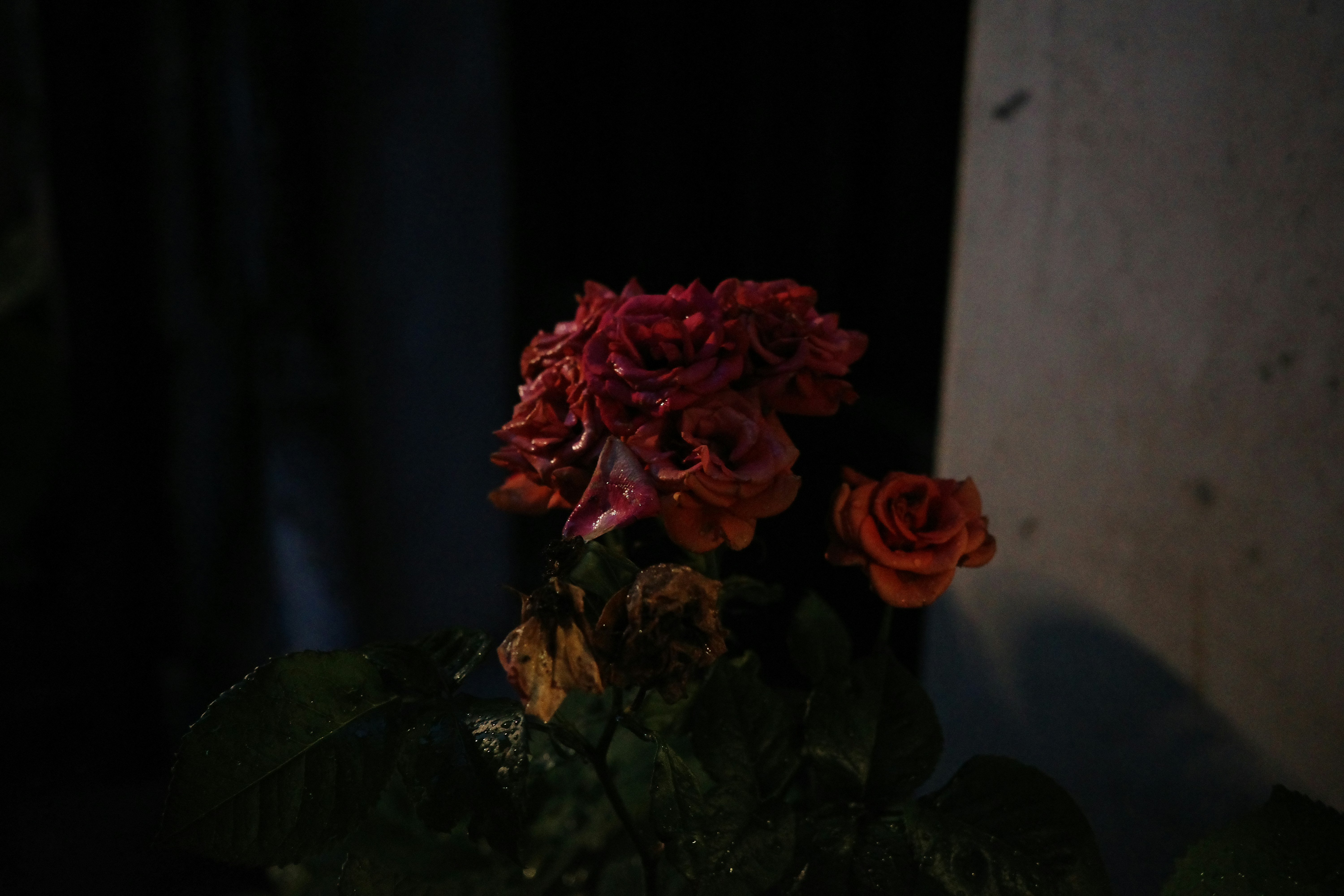 Red roses bloom, contrasting with the darkness.