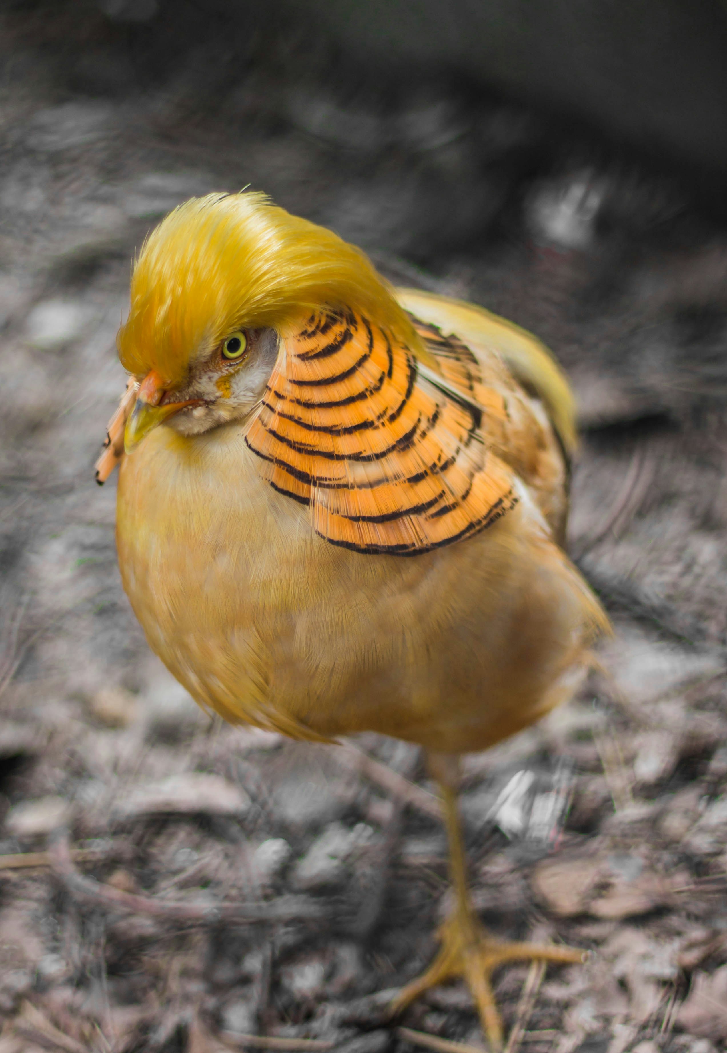This striking bird in your photo is a male Golden Pheasant (Chrysolophus pictus), one of the most visually stunning pheasants in the world. Key Features: Crest and Plumage: A bright golden-yellow crest flows back from the top of the head, resembling a silky mane. The cape (or "ruff") around the neck is a brilliant orange with bold black barring, which fans out like armor when the bird is displaying. Body: This particular individual has a more golden or yellowish hue throughout, suggesting it might be a mutation known as the "Yellow Golden Pheasant", a selectively bred variant.