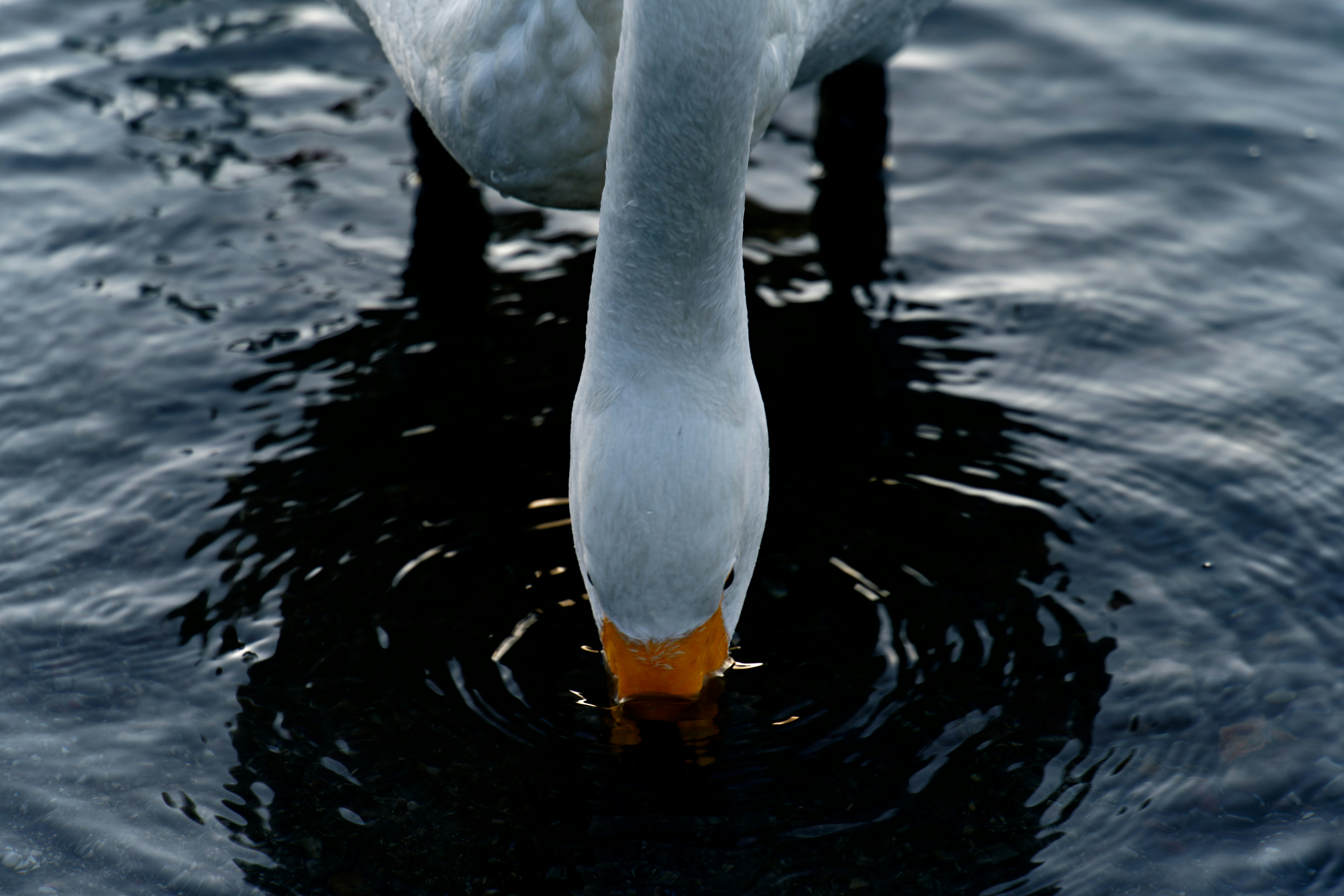 The Serene Diner: A Swan's Underwater Quest