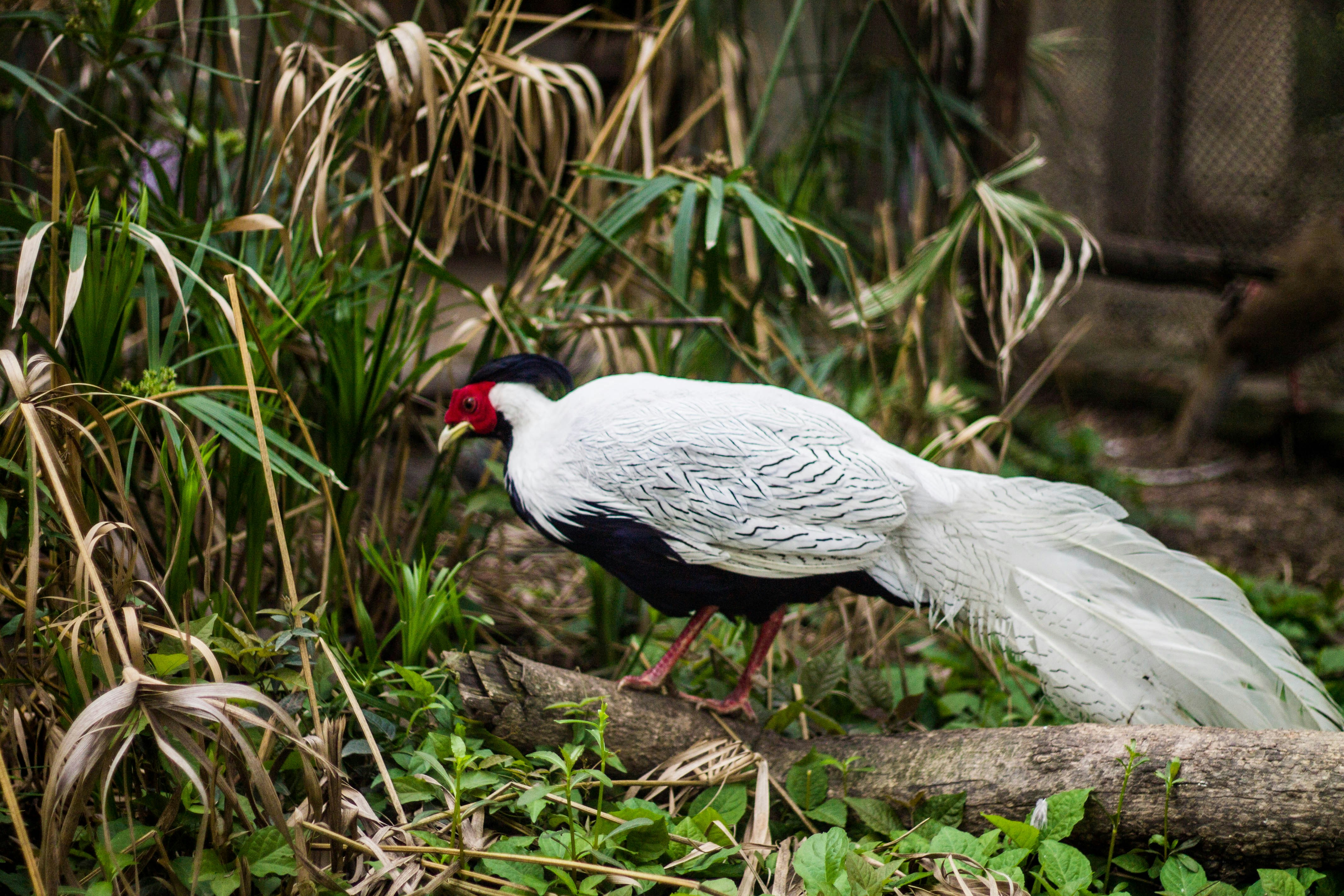 A white peacock with striking black and red accents gracefully navigates through lush greenery. Its vibrant plumage contrasts beautifully with the surrounding foliage.