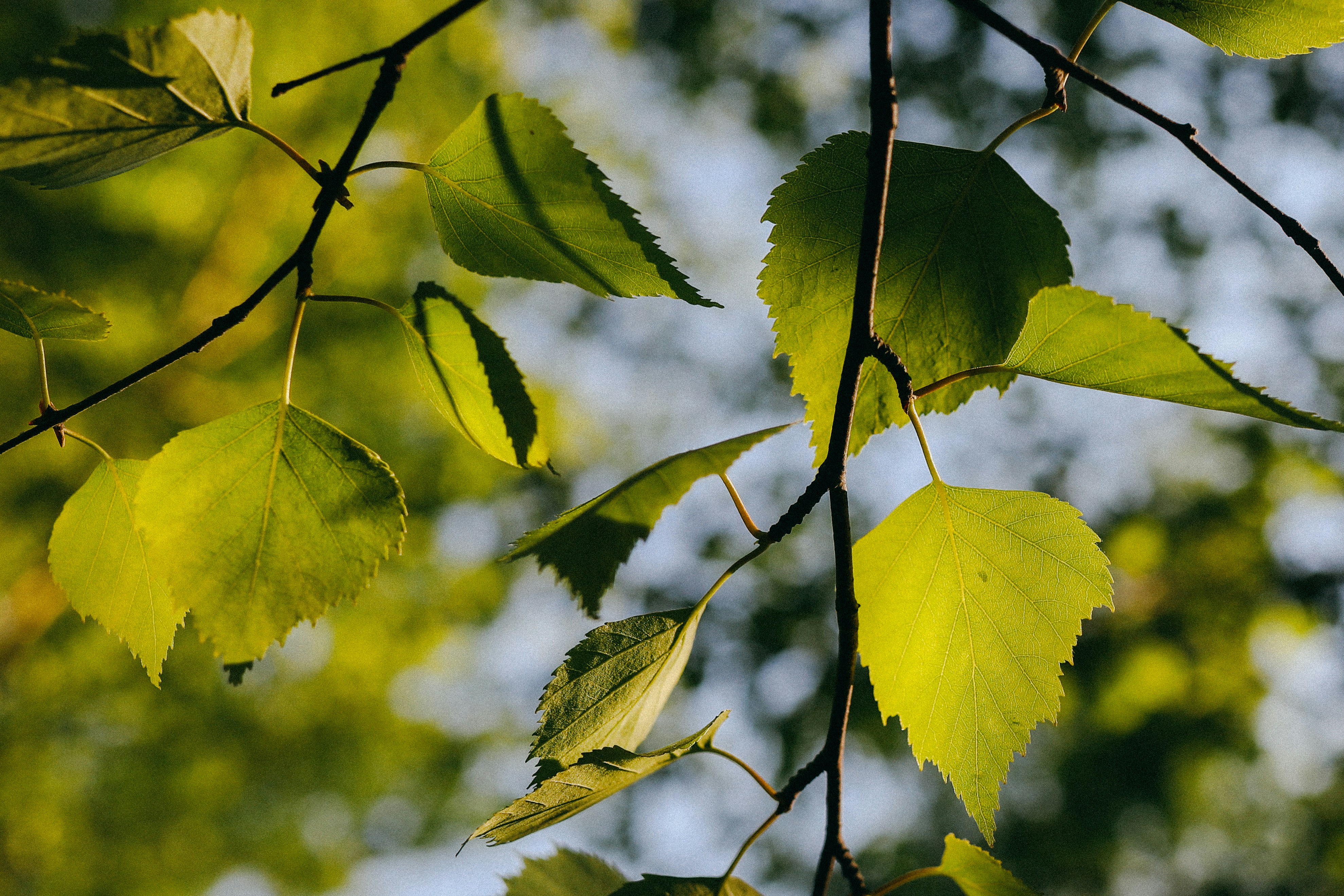 Green leaves bask in sunlight on tree branches.