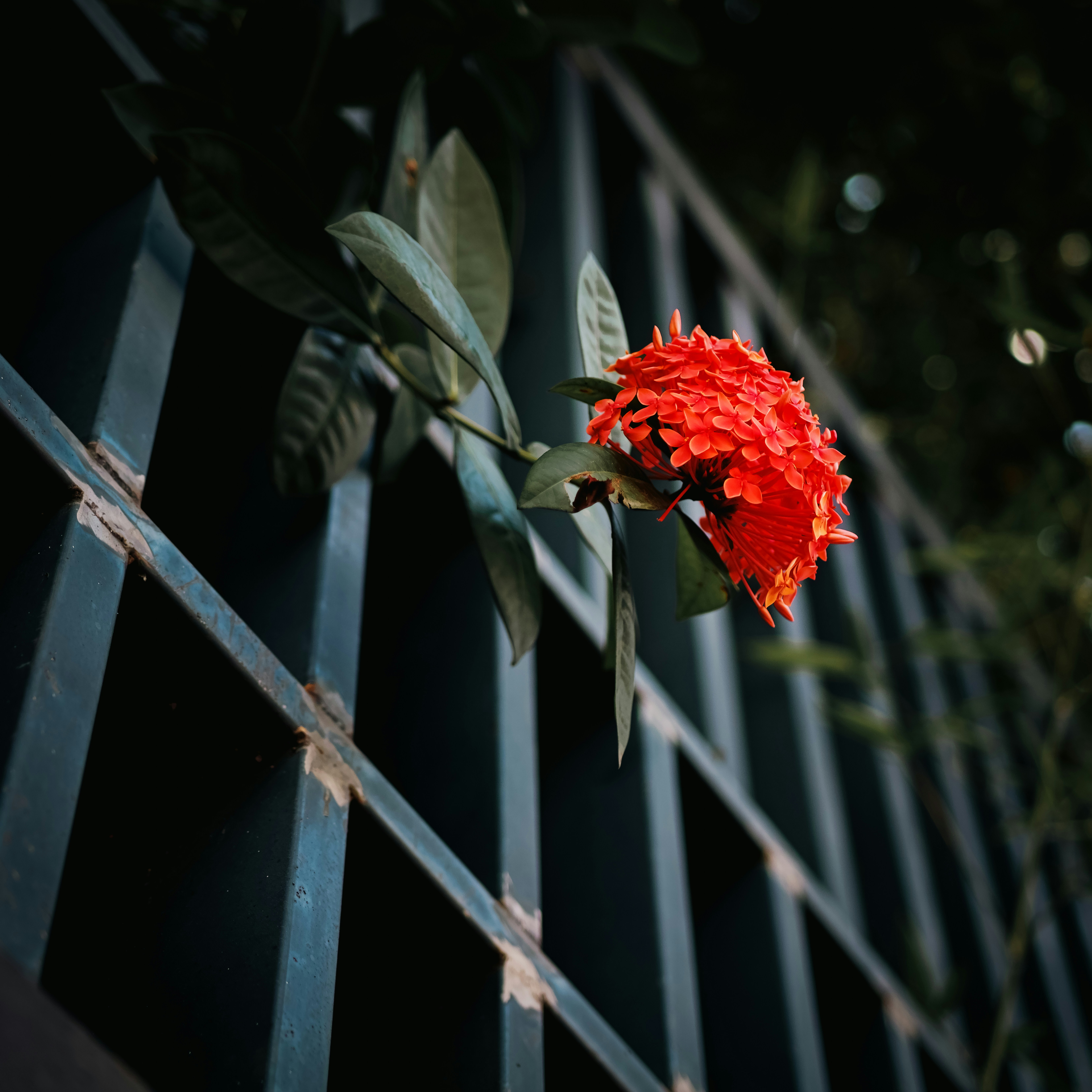 Crimson Bloom Framed by an Industrial Blue Fence