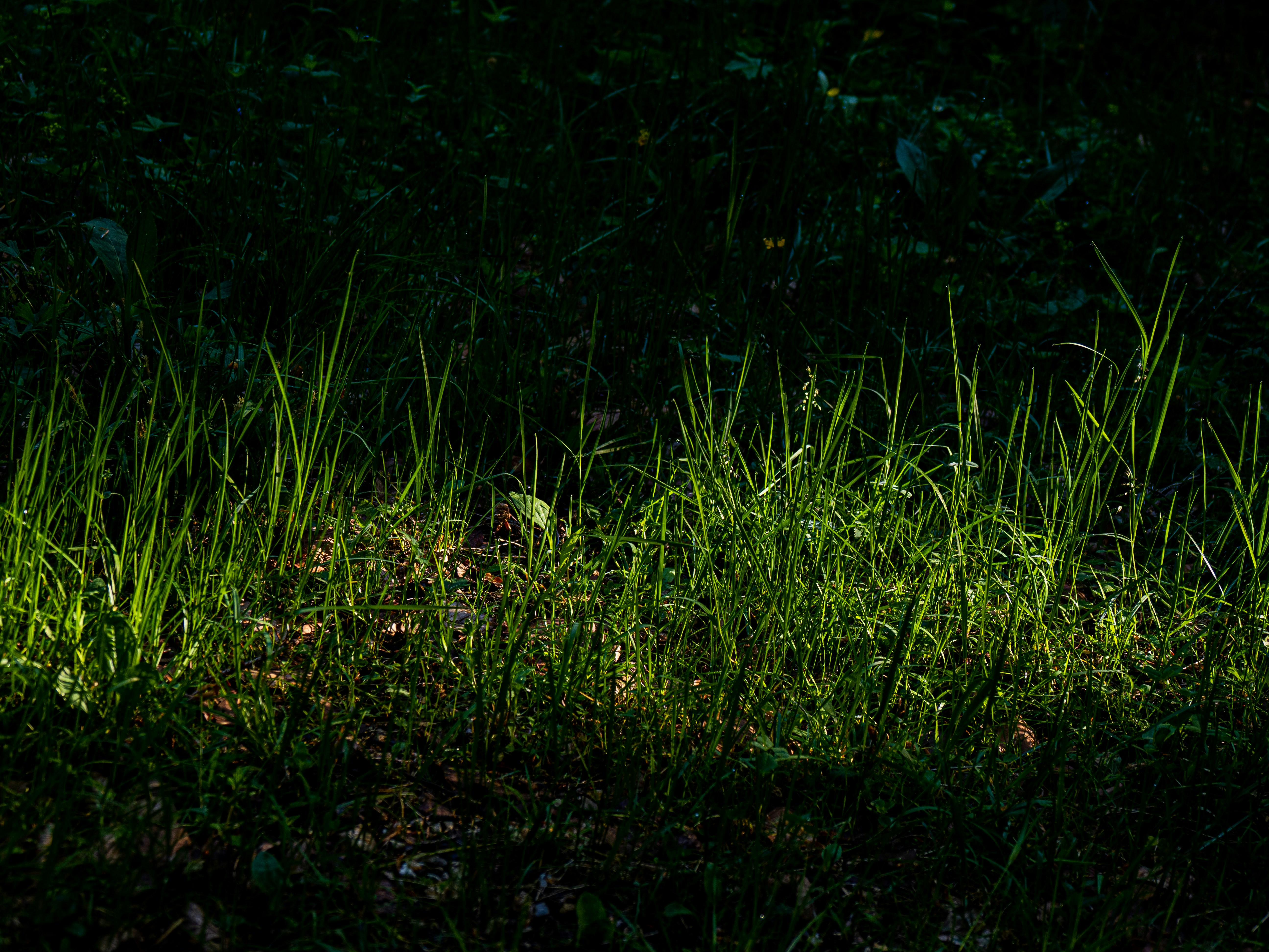 Sunlit grass blades emerging from a darkened forest floor, highlighting the contrast between light and shadow.