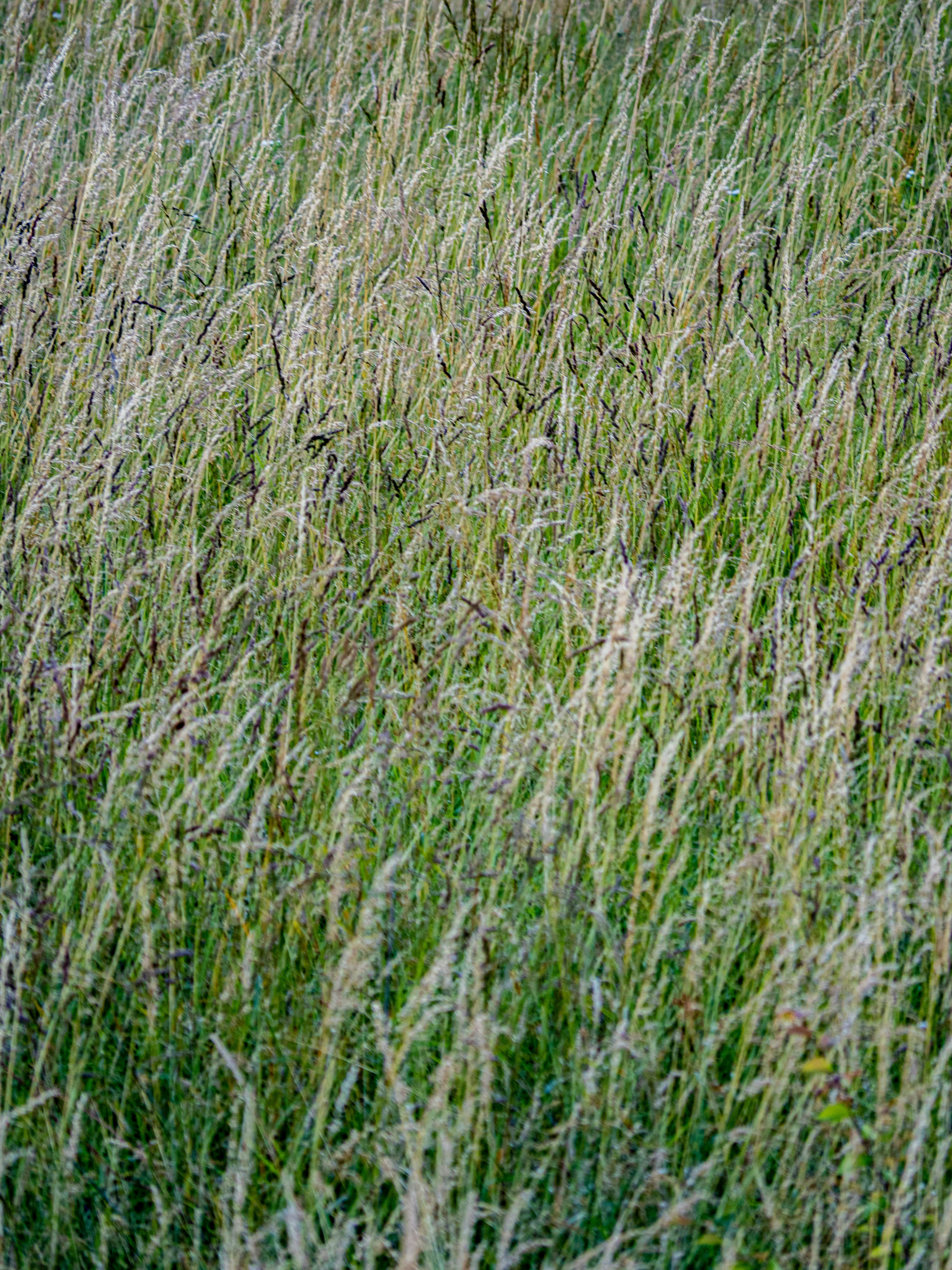 Lush green grass sways gently in the breeze, creating a rhythmic dance of nature. The interplay of light and shadow highlights the textures and colors of the field.