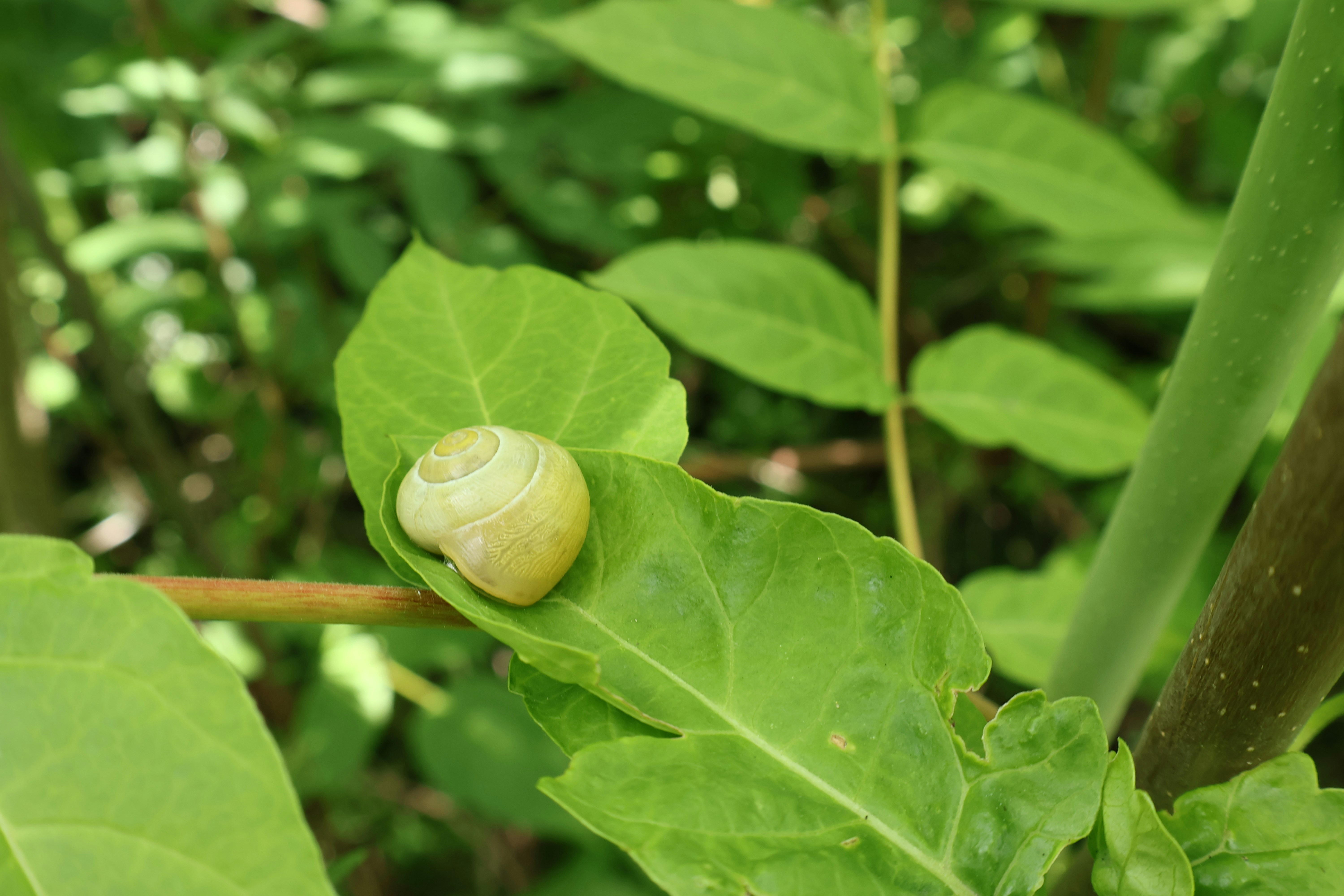 Whispers of Nature: A Snail's Retreat