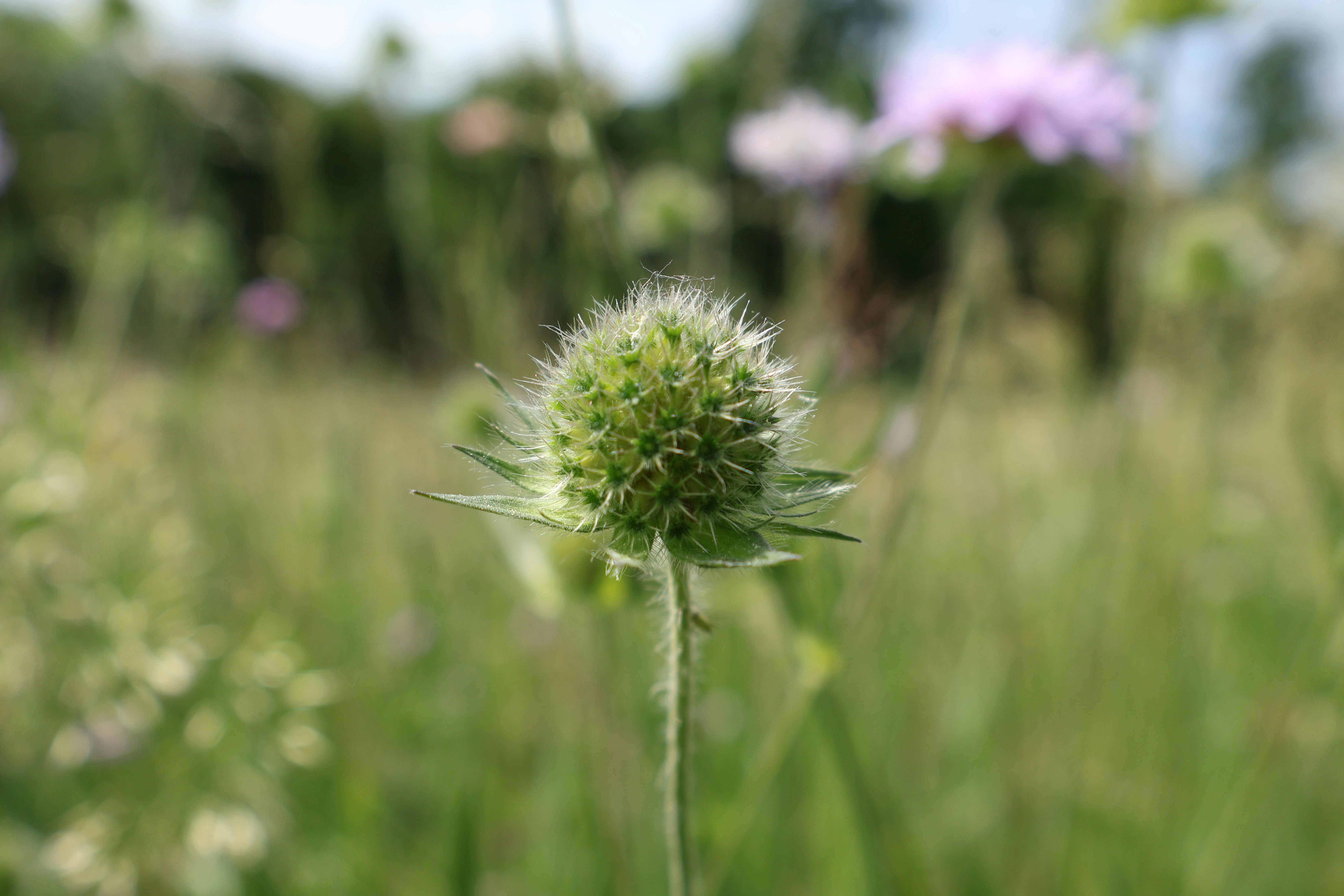 A green plant head stands in a field. photo – Free Flower Image on Unsplash