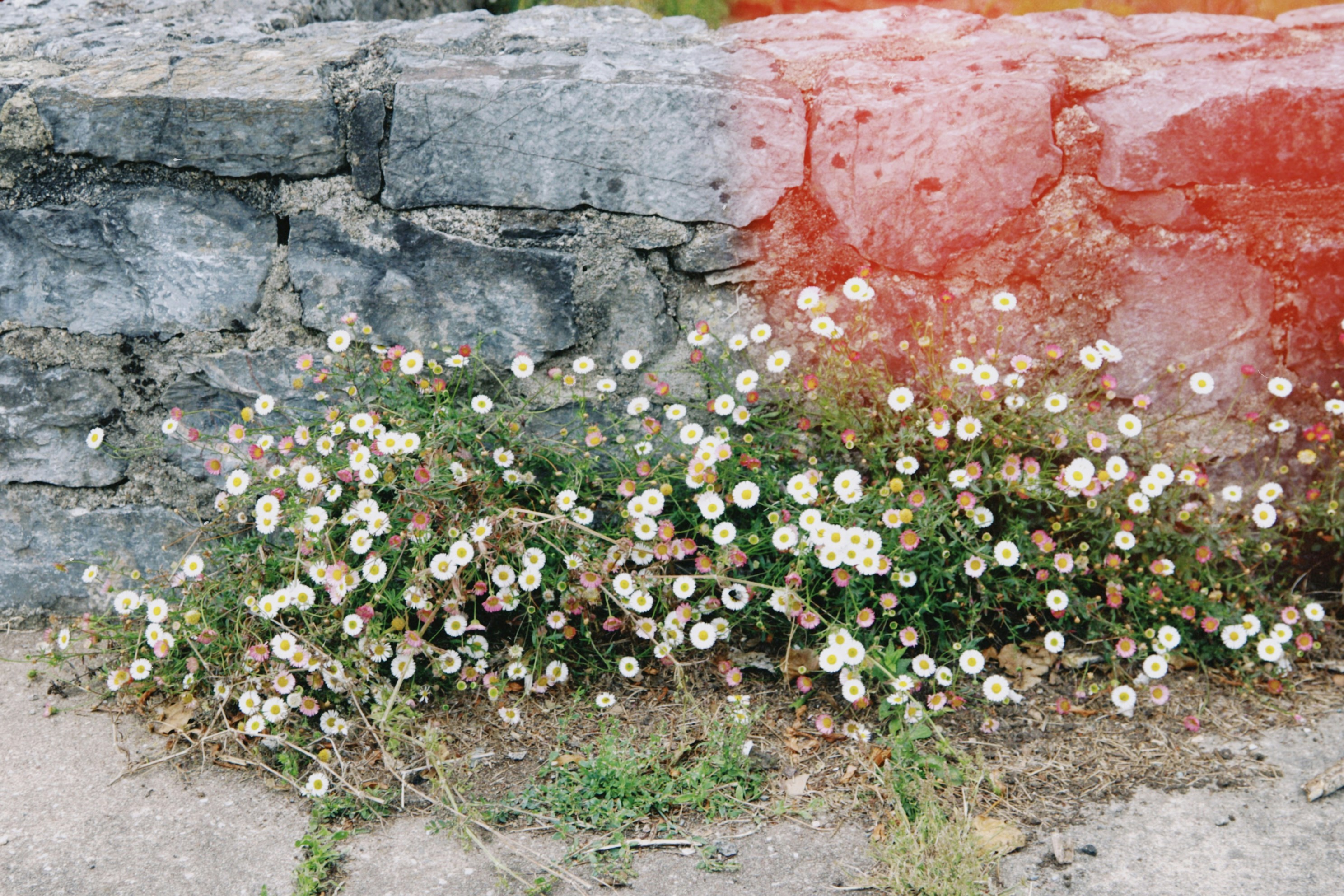 Daisies Along a Weathered Stone Wall