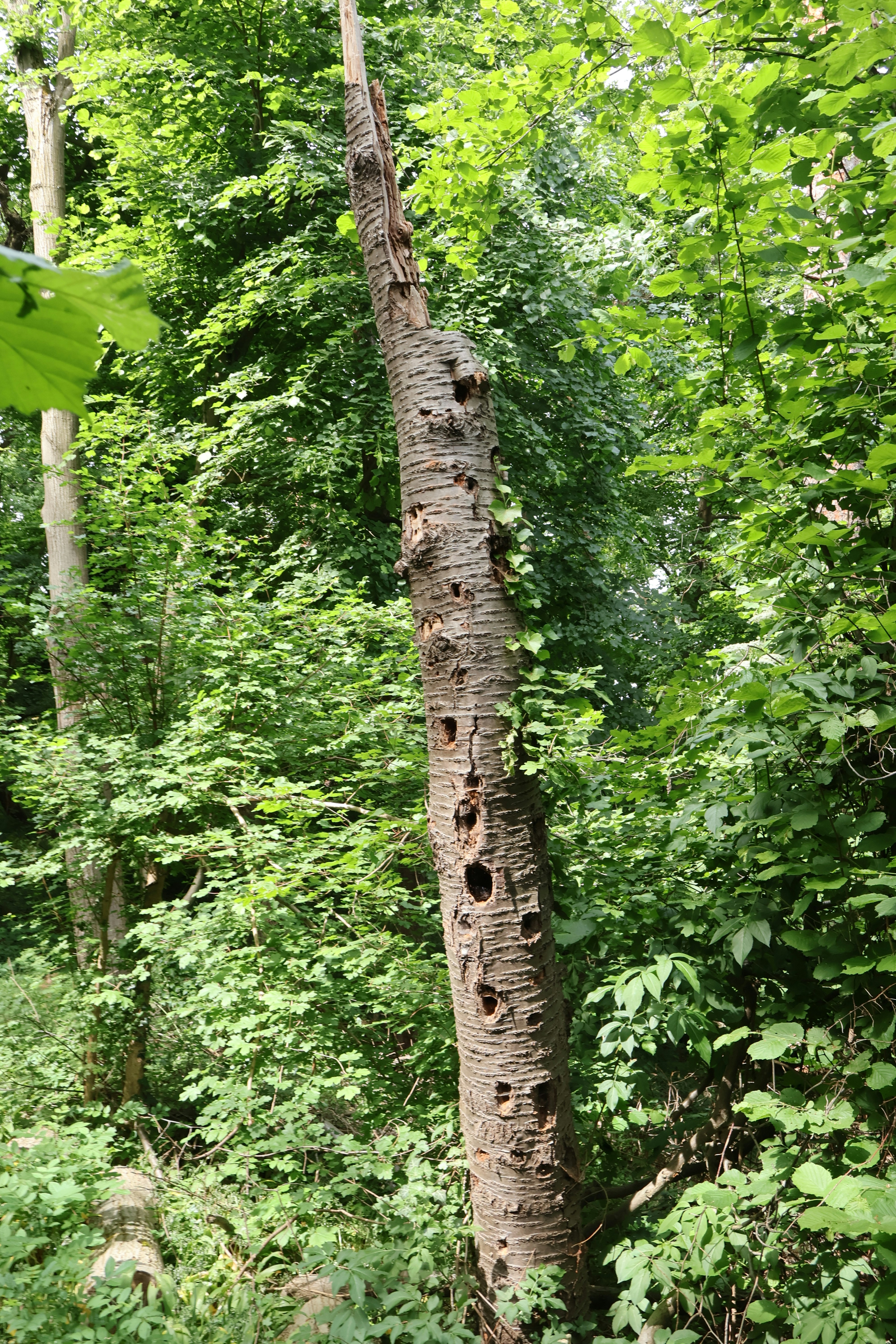 Nature's Weathered Sentinel