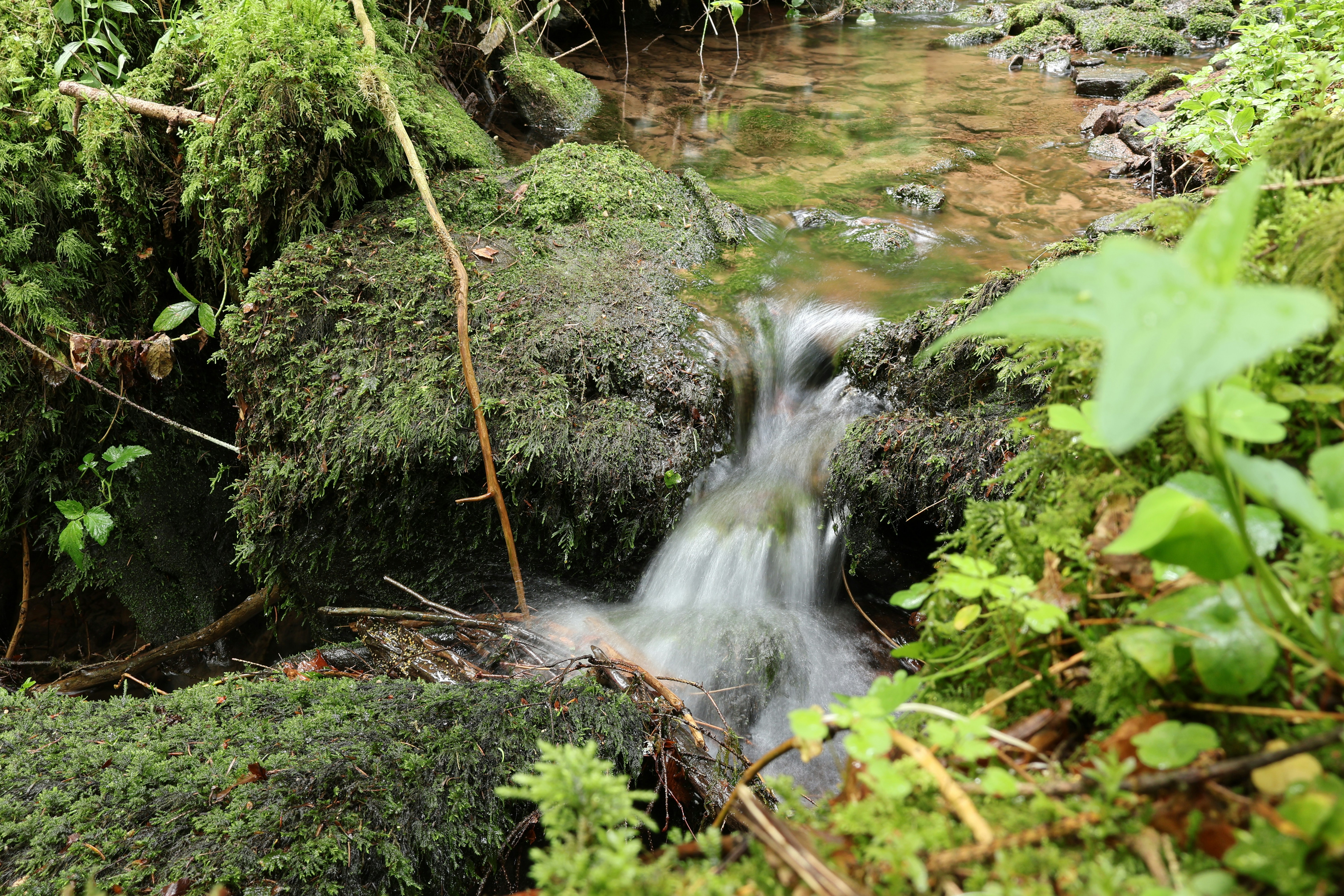Clear water cascades over moss-covered rocks in a tranquil forest setting. Lush greenery surrounds the stream, creating a serene atmosphere.