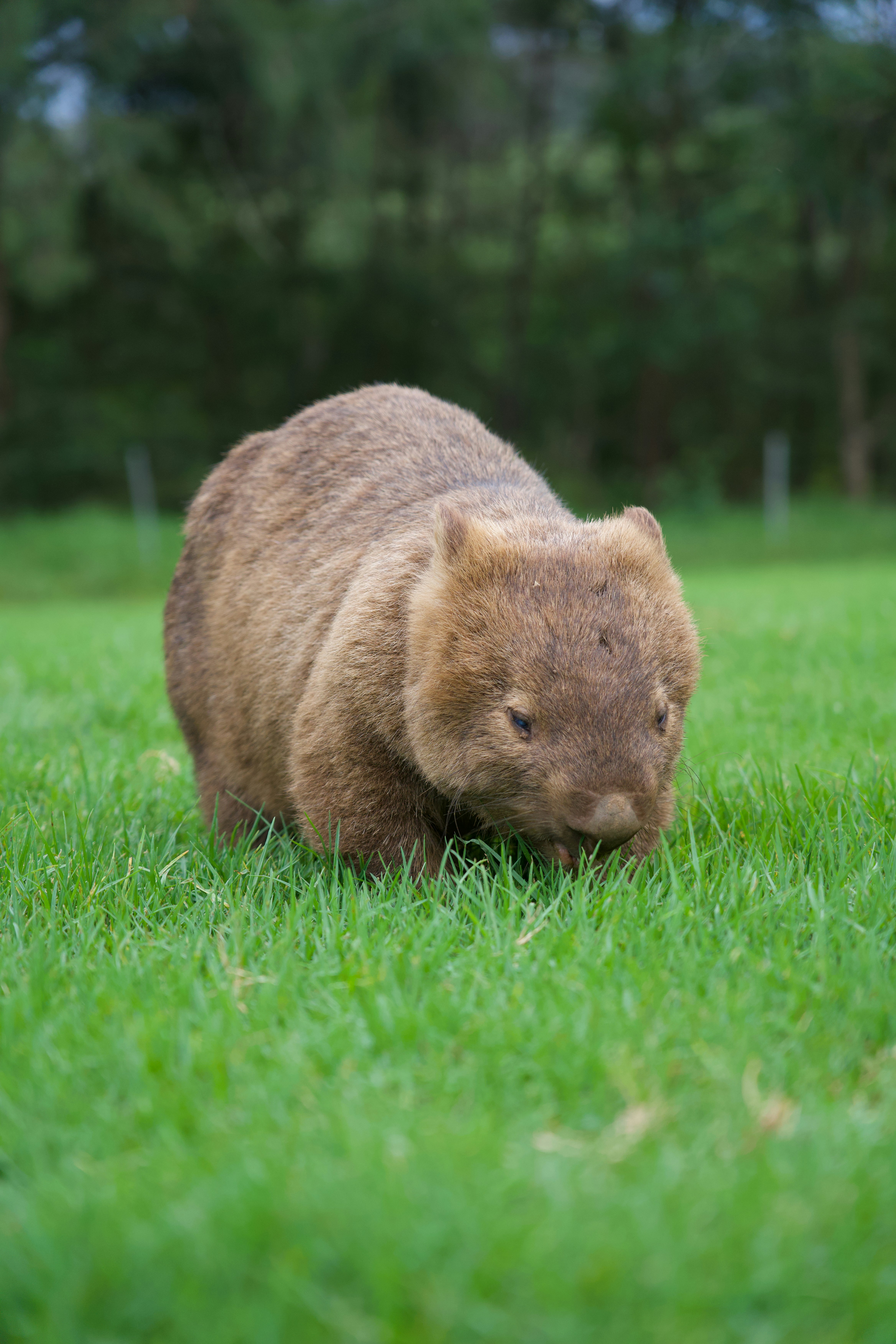 A wombat foraging in lush grass, showcasing its distinctive shape and texture against a natural backdrop.
