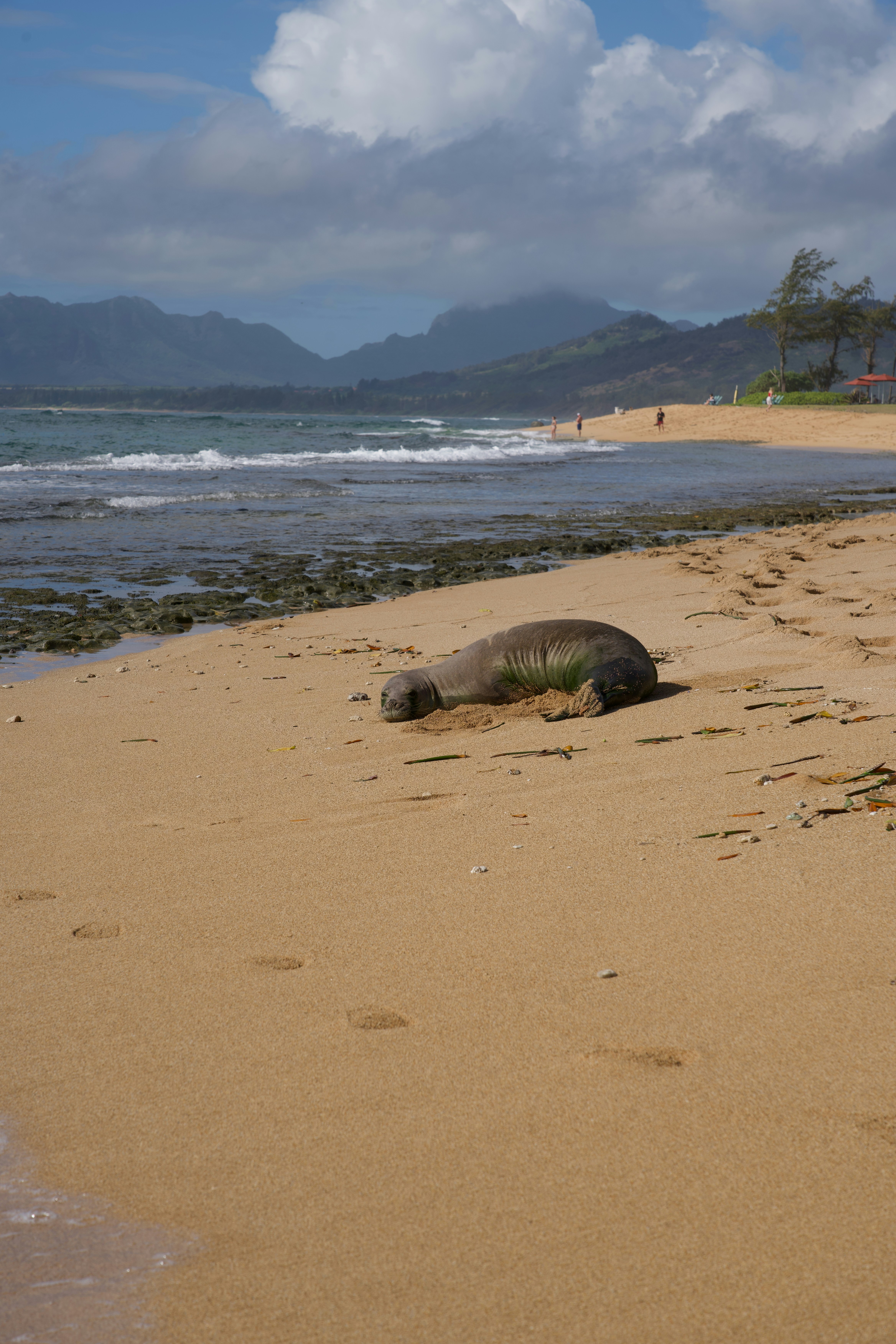 Quiet Return on a Sunlit Shore: A Sea Turtle's Pause