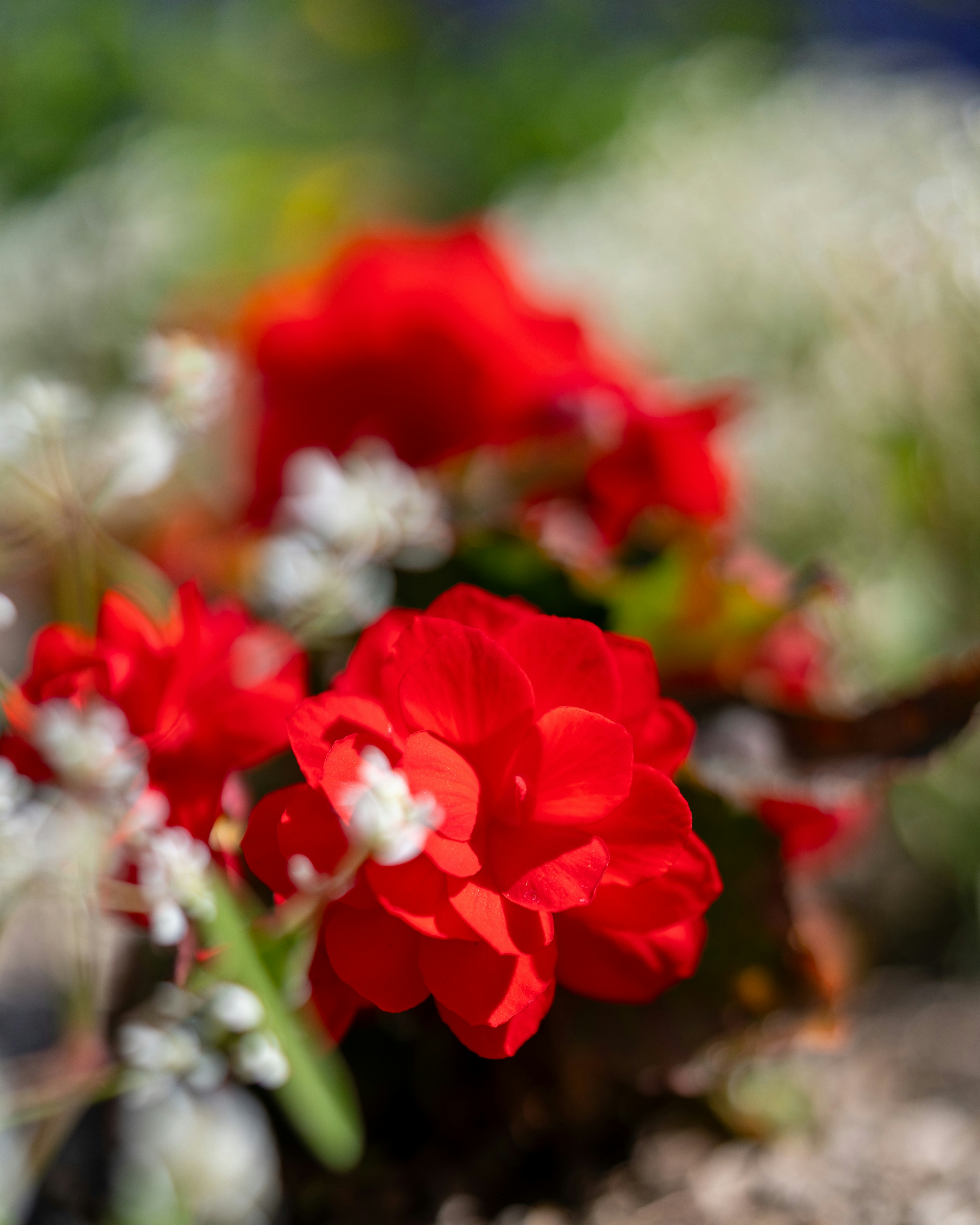 Crimson Blooms Amidst a Sea of Green