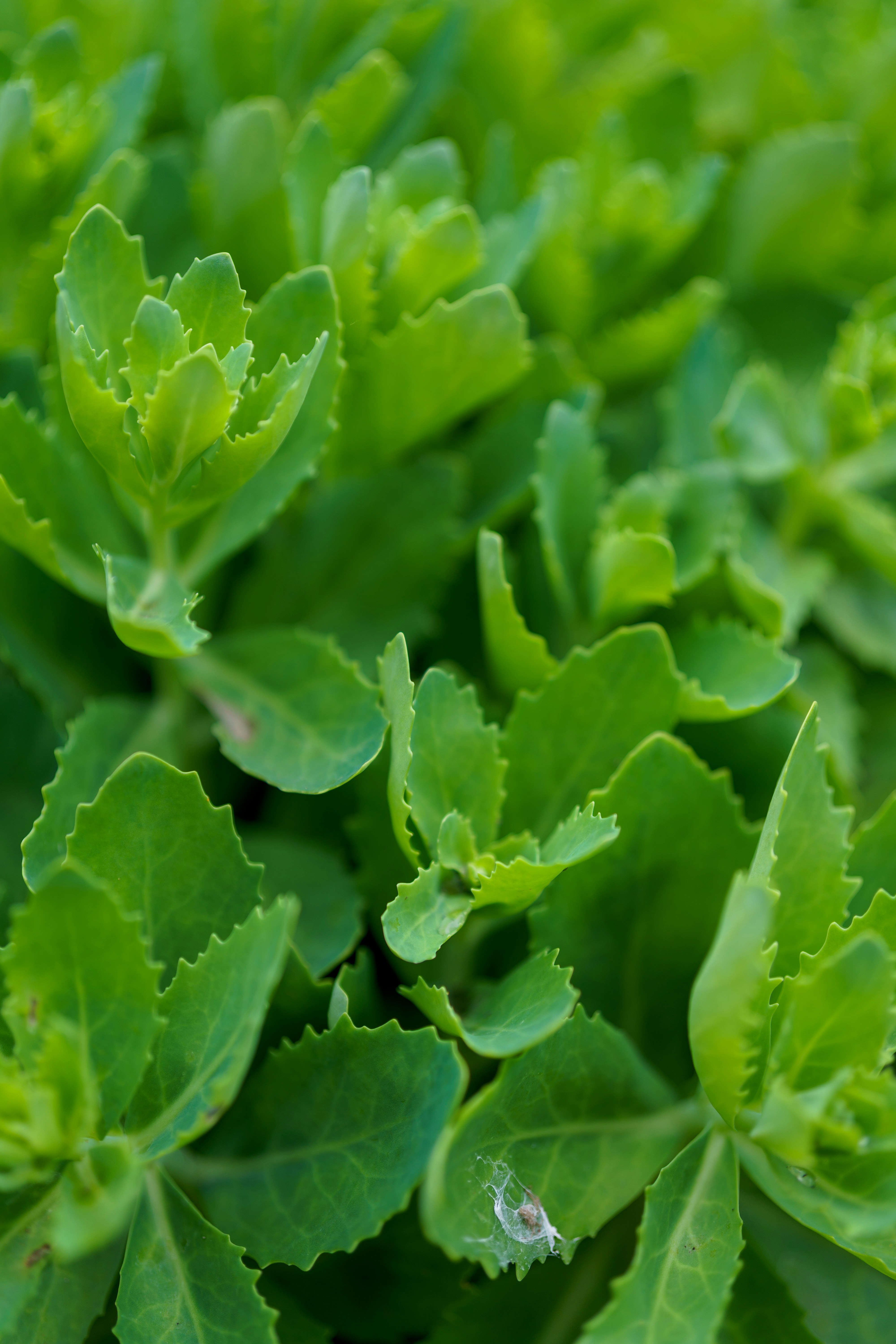 Lush green leaves interspersed with delicate textures, showcasing the intricacies of plant life in a vibrant setting.