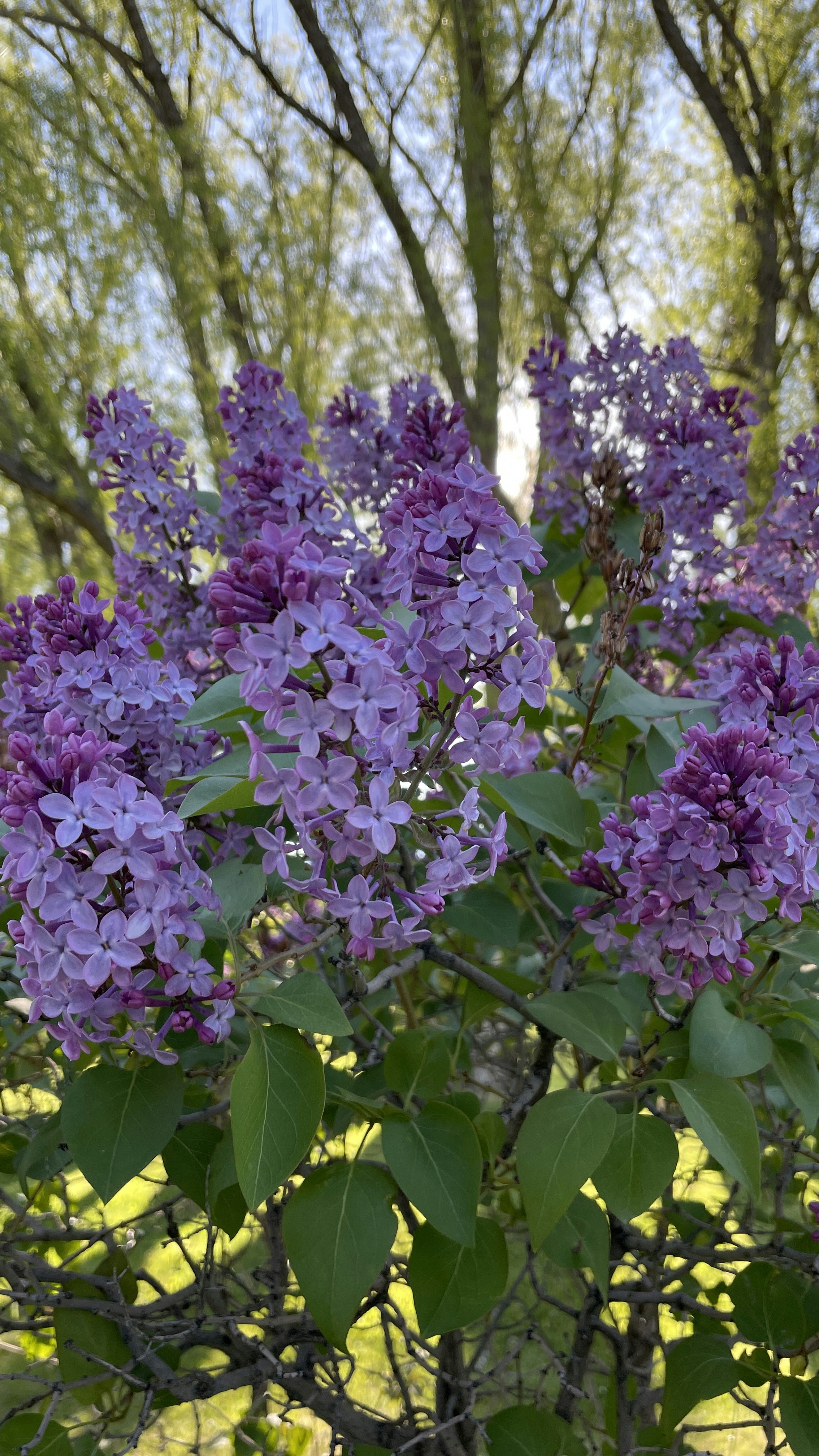 Purple Lilac Crescendo: Sunlit Blooms in a Green Canopy
