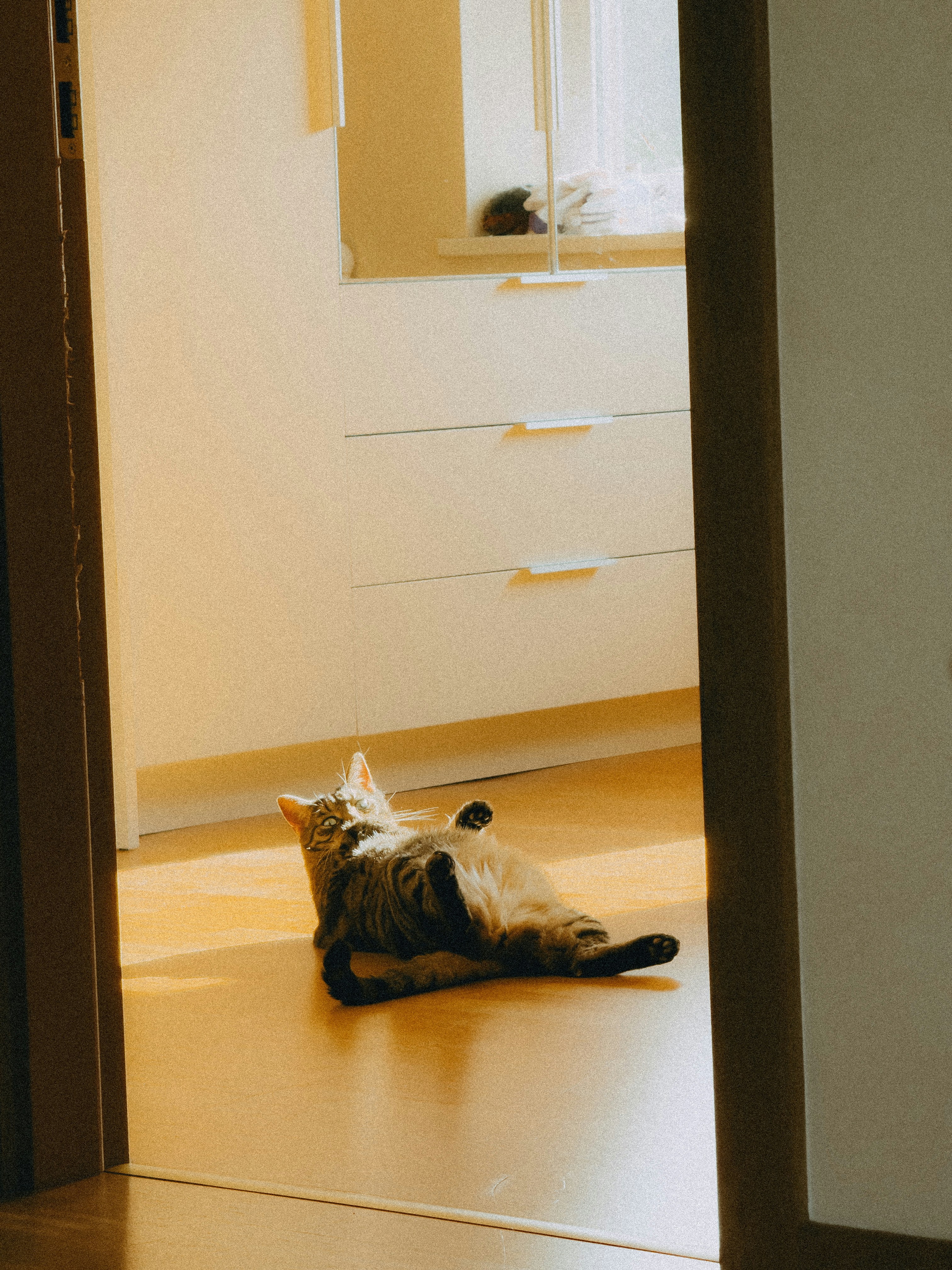A relaxed cat sprawls on a sunlit wooden floor, framed by a doorway and modern furniture. The warm light enhances the cozy atmosphere.