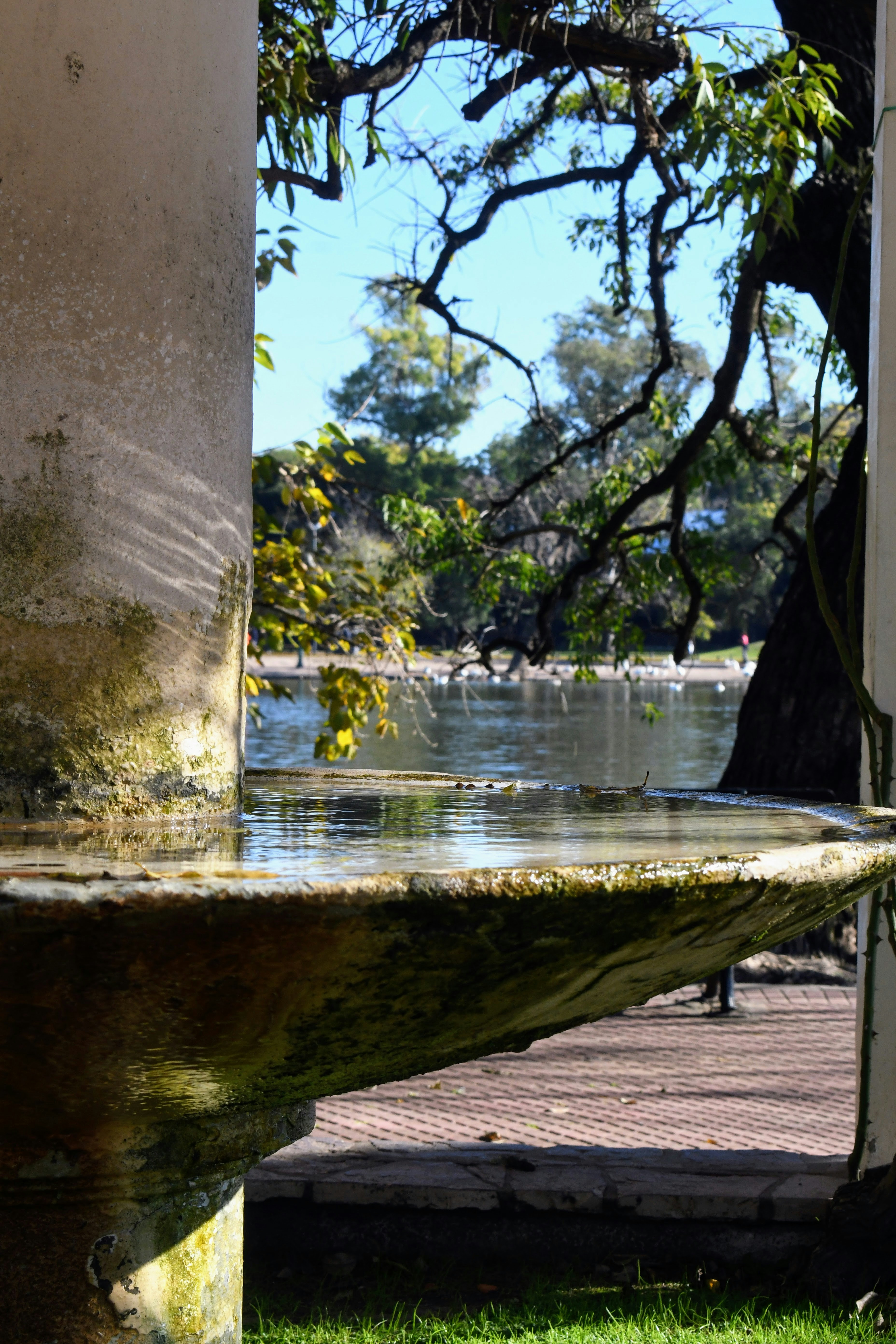 Moss-Kissed Basin Framing a Tranquil Park Pond
