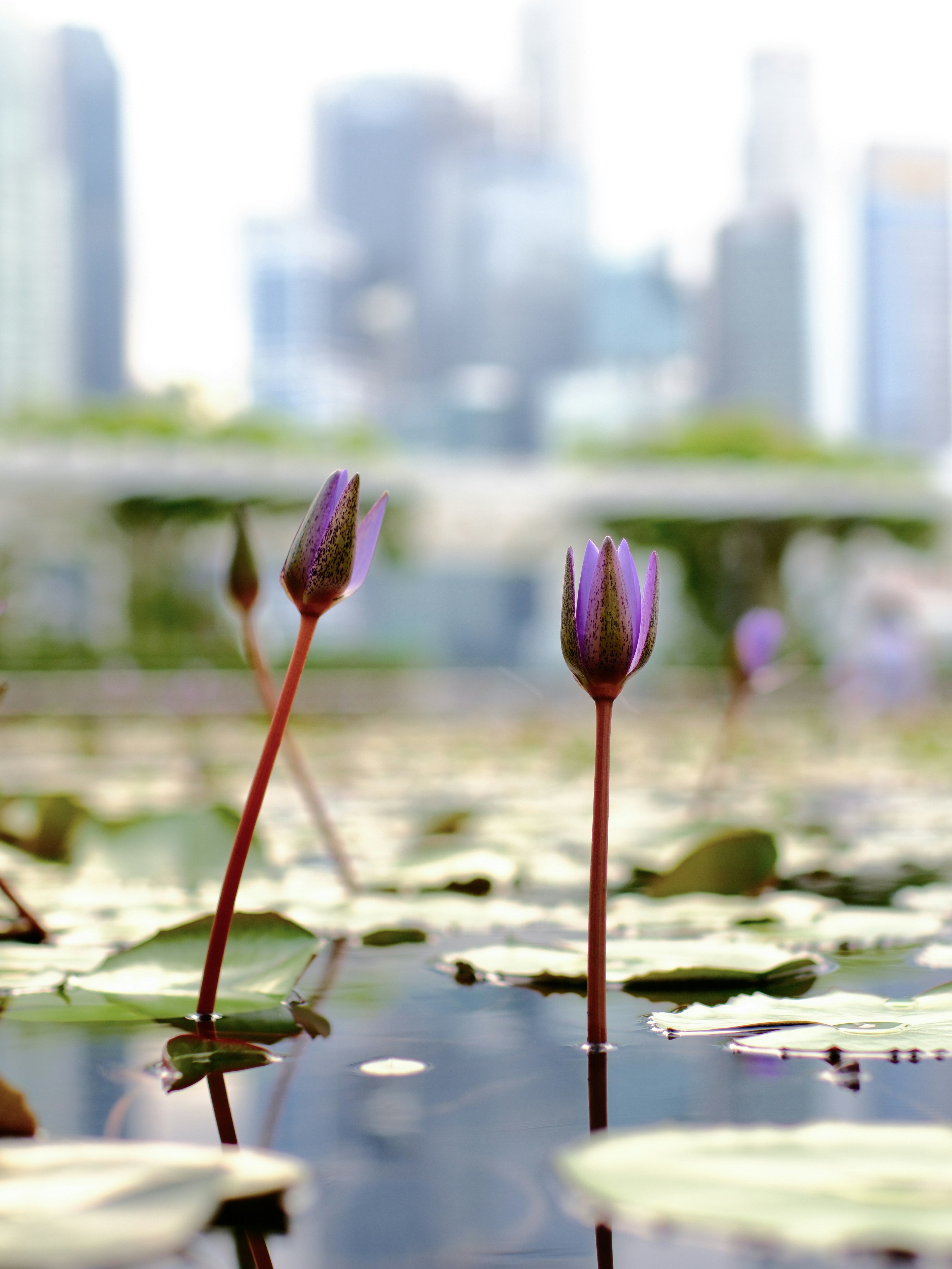 Petals Over Glass: Purple Lilies Anchored by a Distant Skyline
