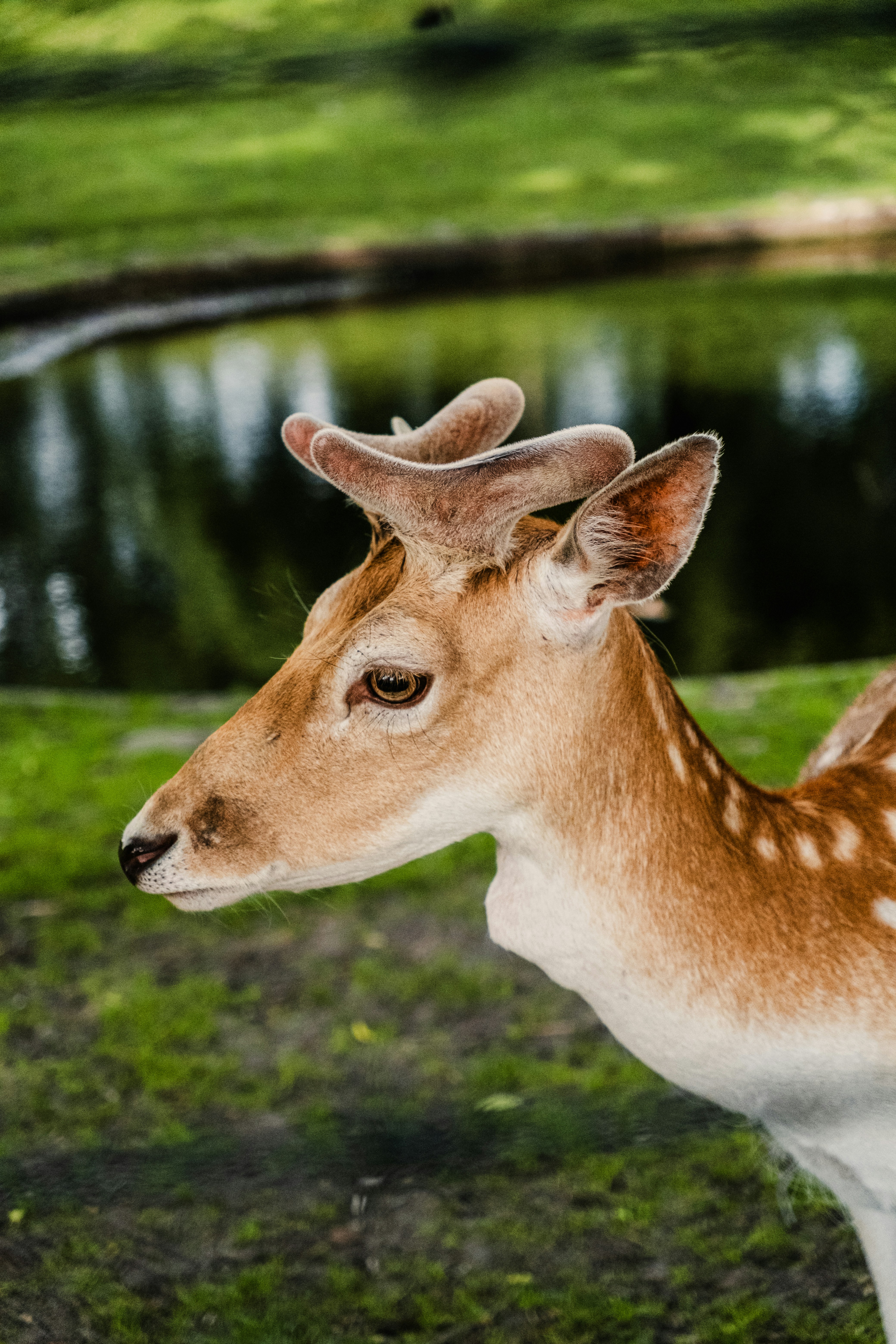 A young stag with budding antlers stands gracefully by a tranquil pond, showcasing its delicate features and spotted coat.