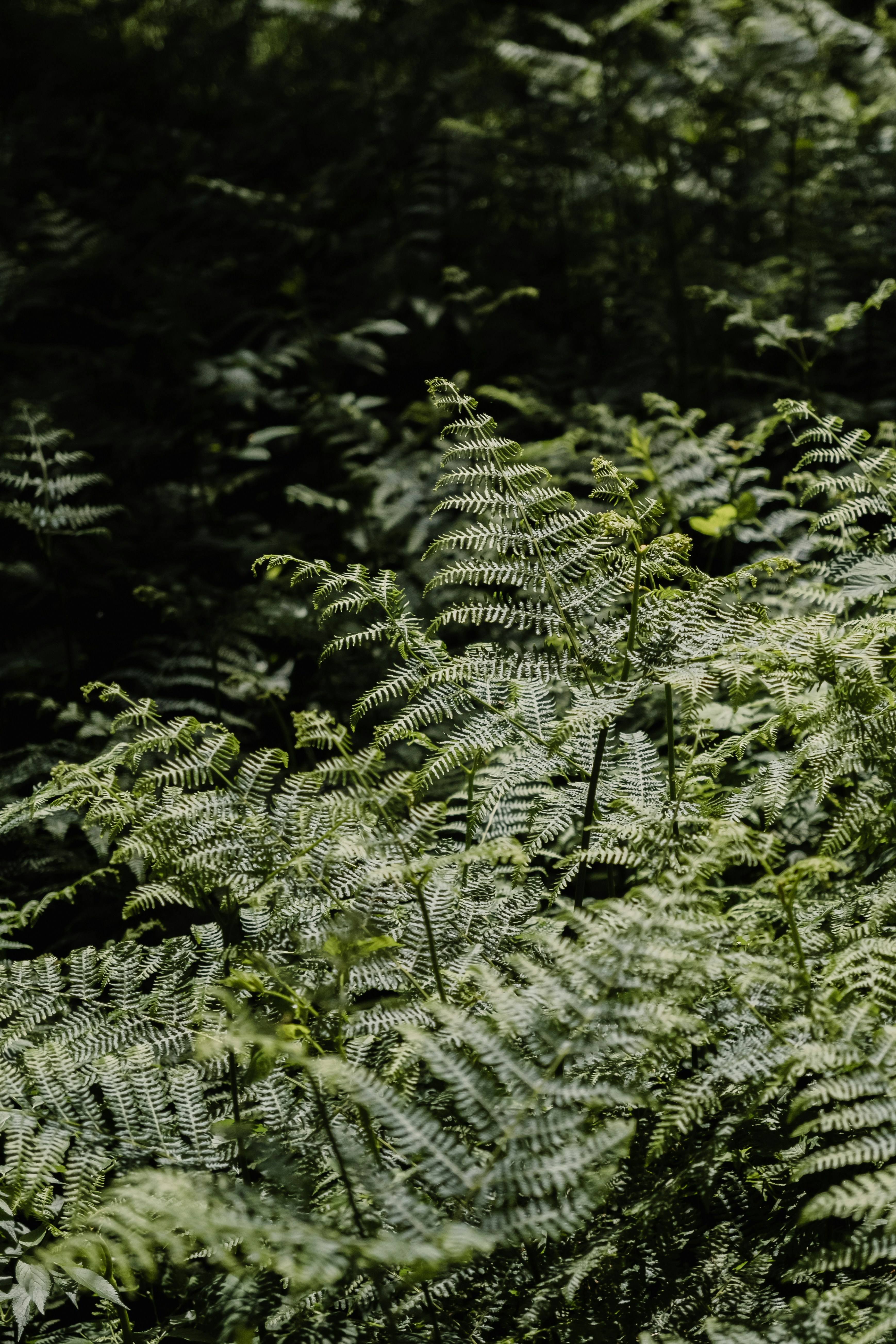 Vibrant green ferns create a dense, textured landscape in a shaded forest, showcasing the beauty of nature's foliage.