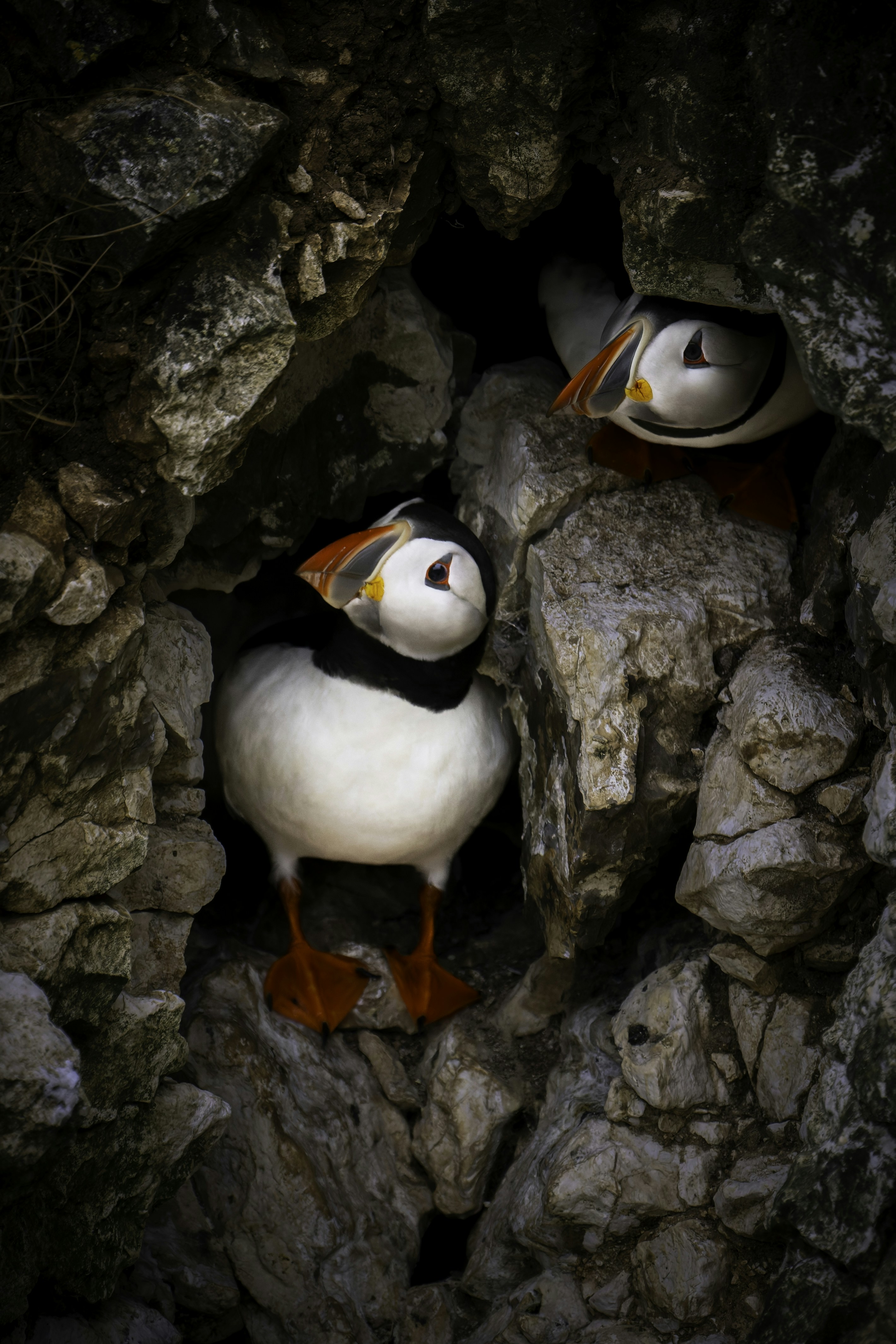 Two Puffins Peek from a Craggy Nook
