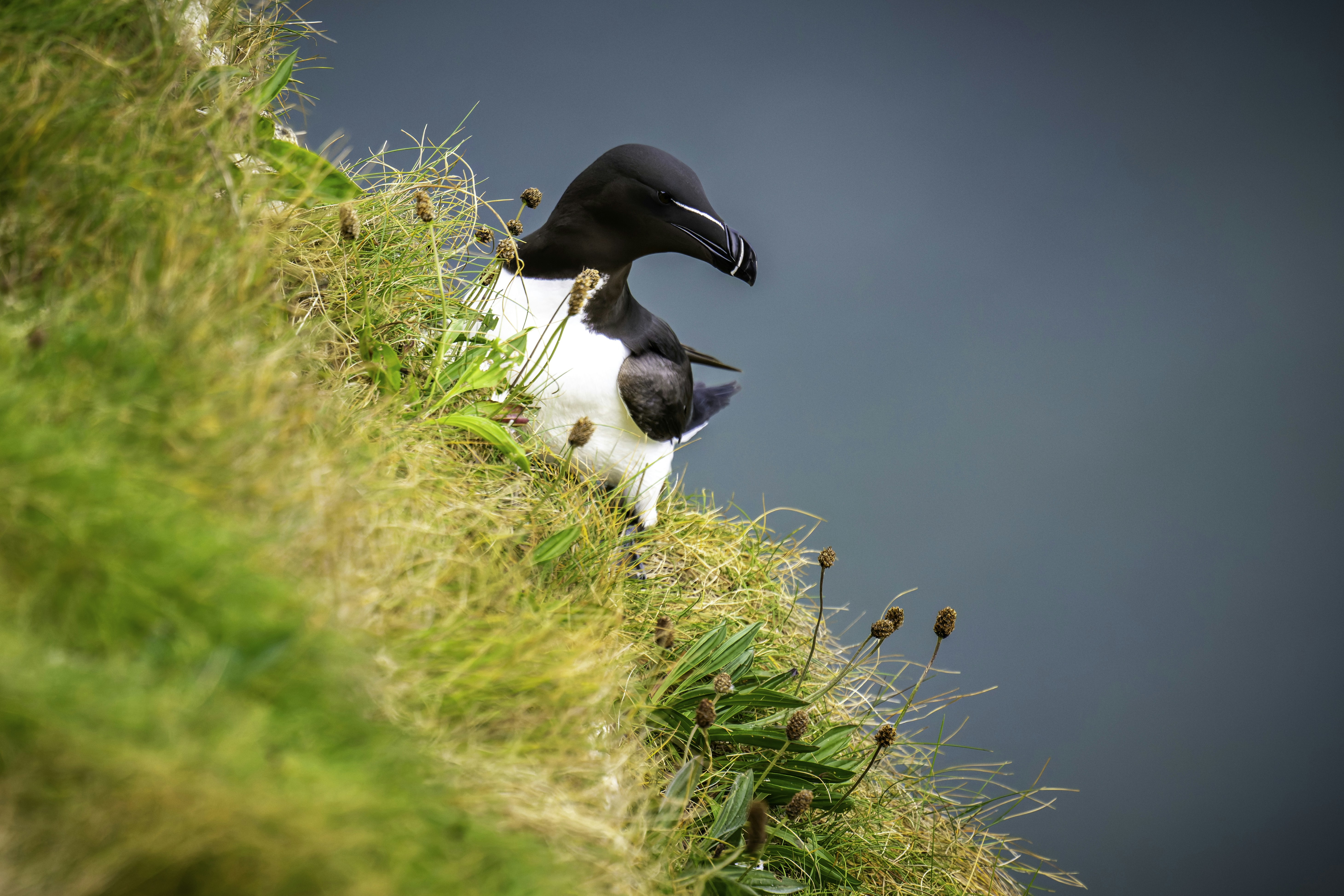 A razorbill bird perched on a grassy cliff. photo – Free Razorbill ...