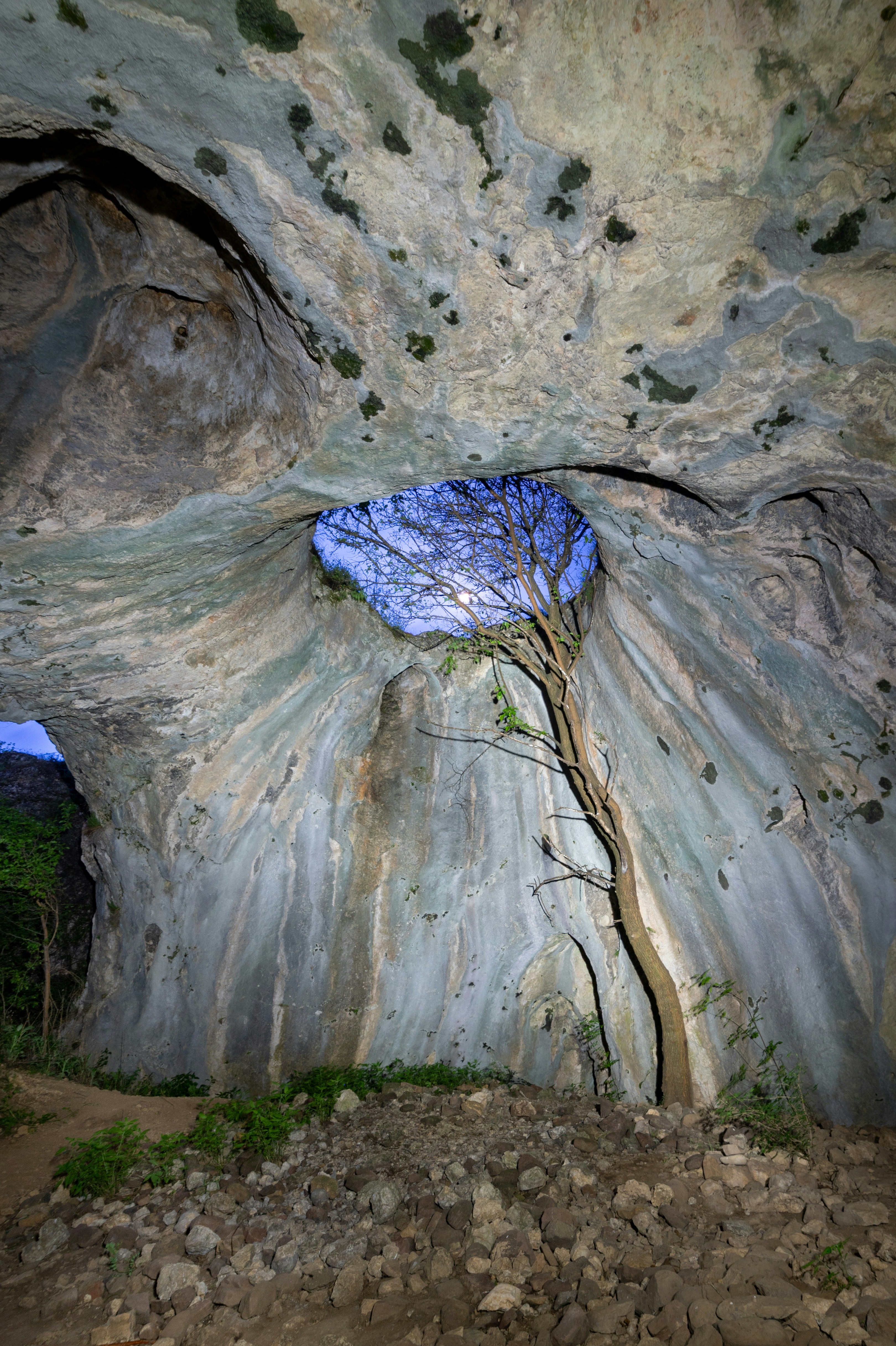 A tree reaches towards the sky through a circular opening in a rocky cave, illuminated by twilight. The textured stone walls add depth to the scene.