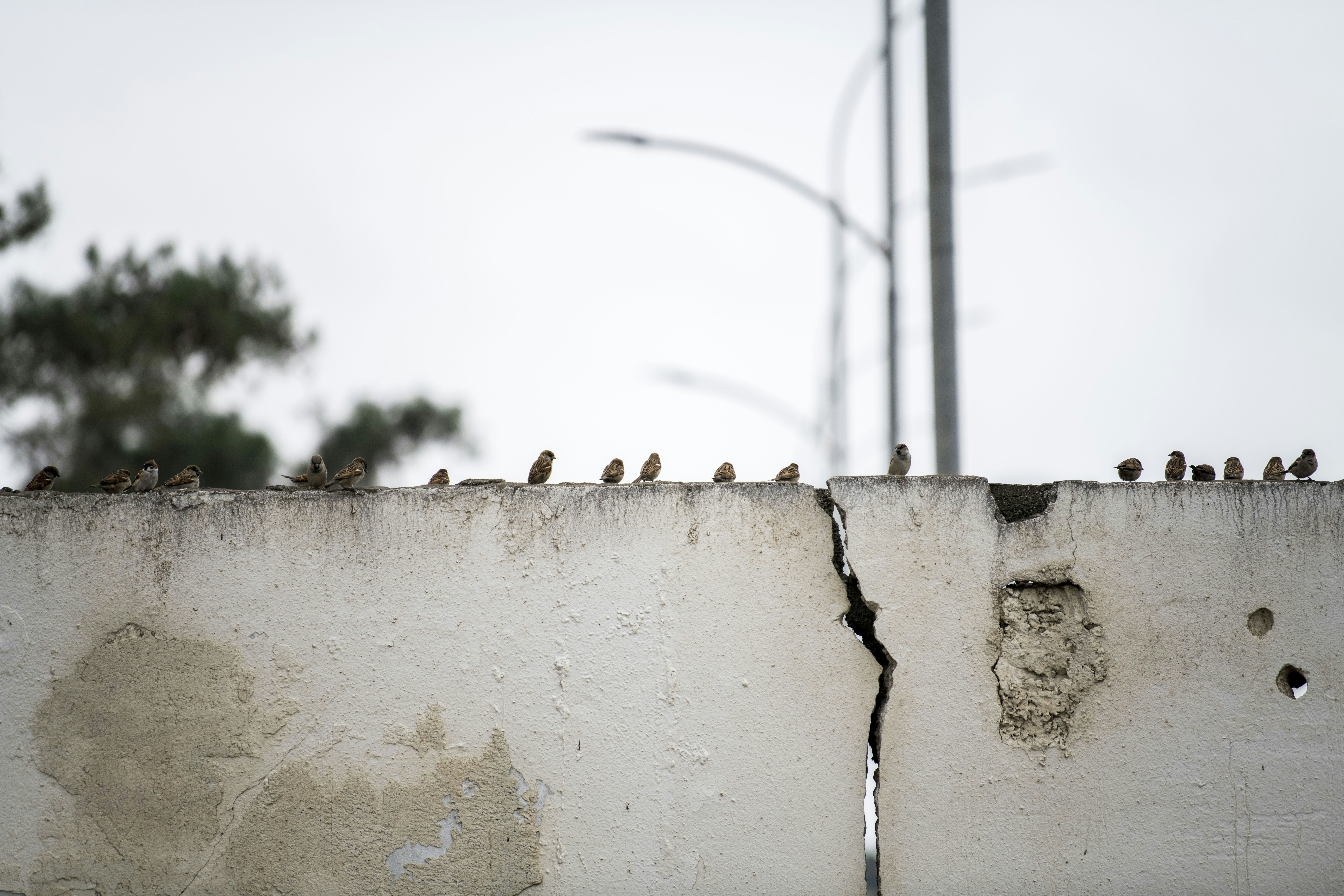 A bunch of sparrows...