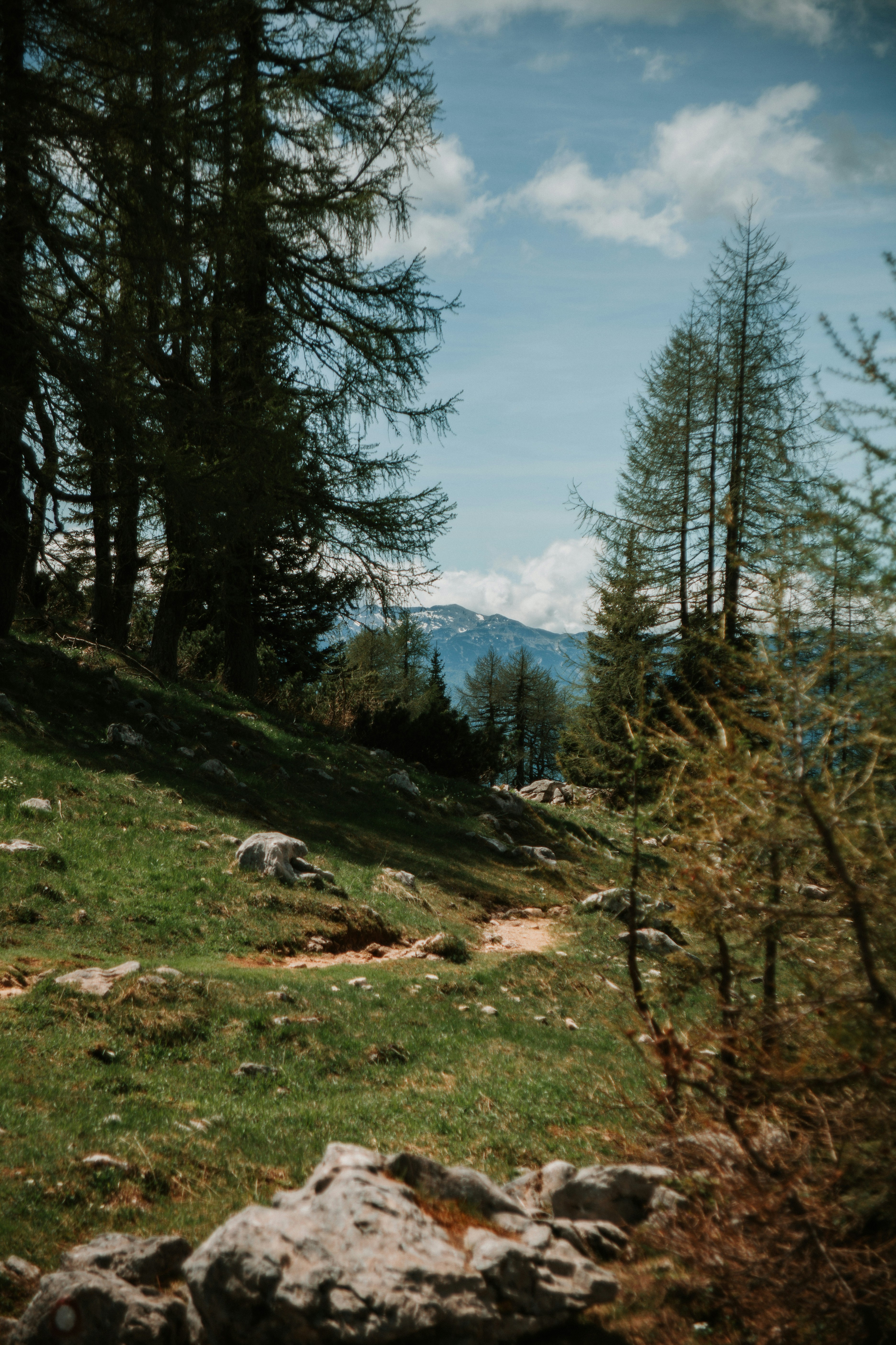 Whispers of the Alpine Trail