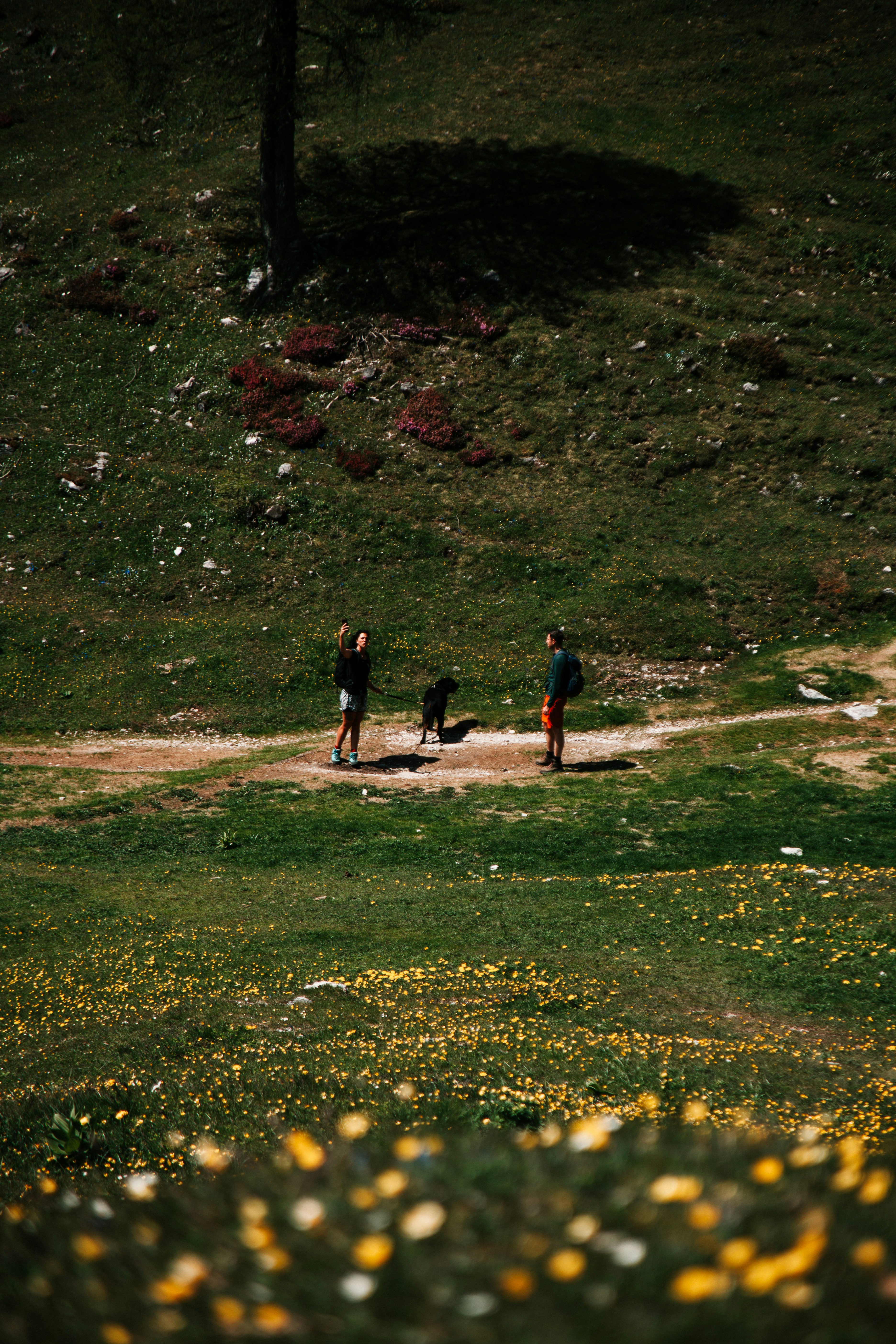 People hike with their dog on a grassy trail. photo – Free Flower Image ...