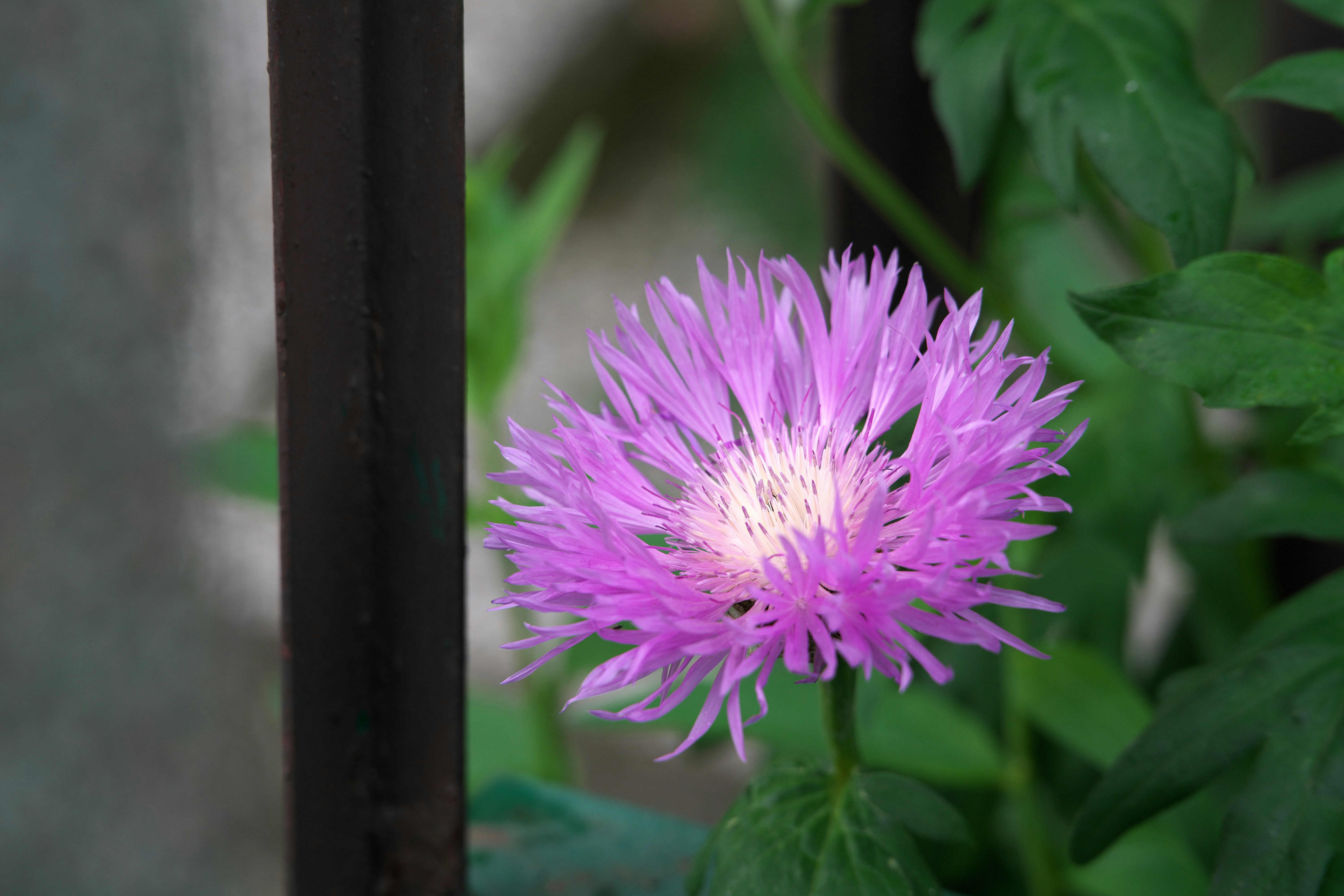 Magenta Bloom at the Edge: A Close-Up of a Fringed Flower