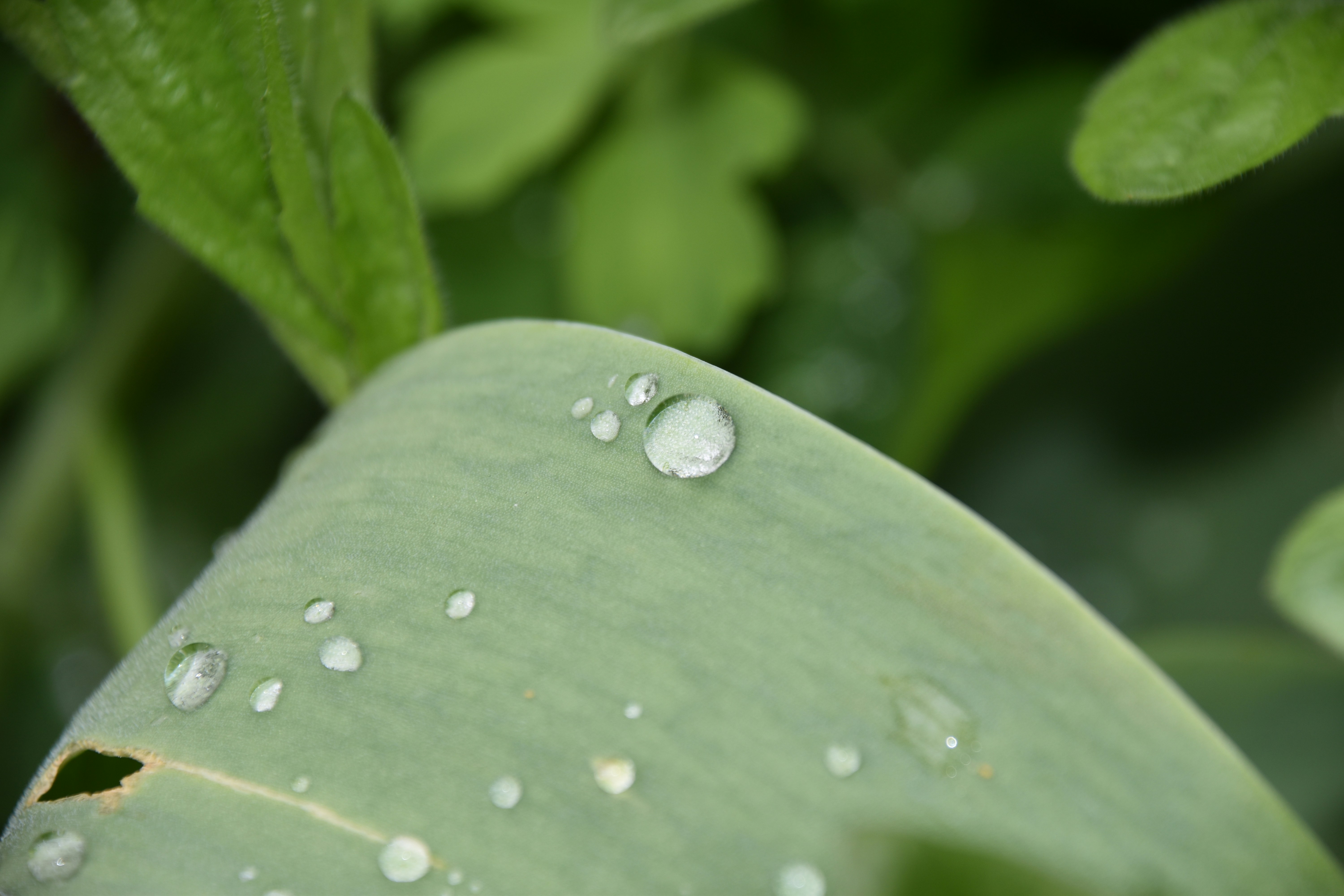 Dew Jewelry on a Green Leaf in Quiet Focus