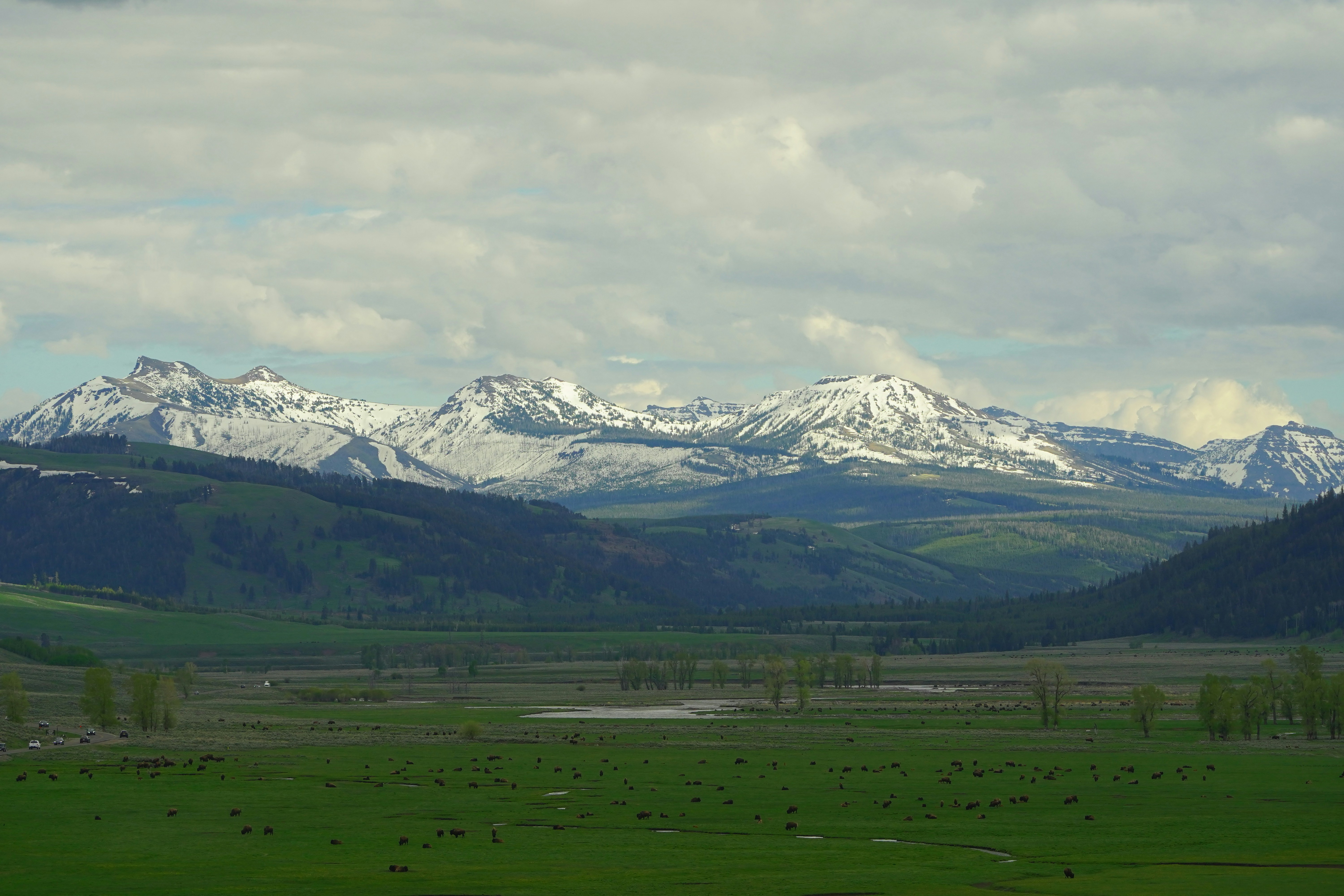 Snow-dusted mountains rise majestically above a verdant valley, with grazing cattle dotting the landscape below.