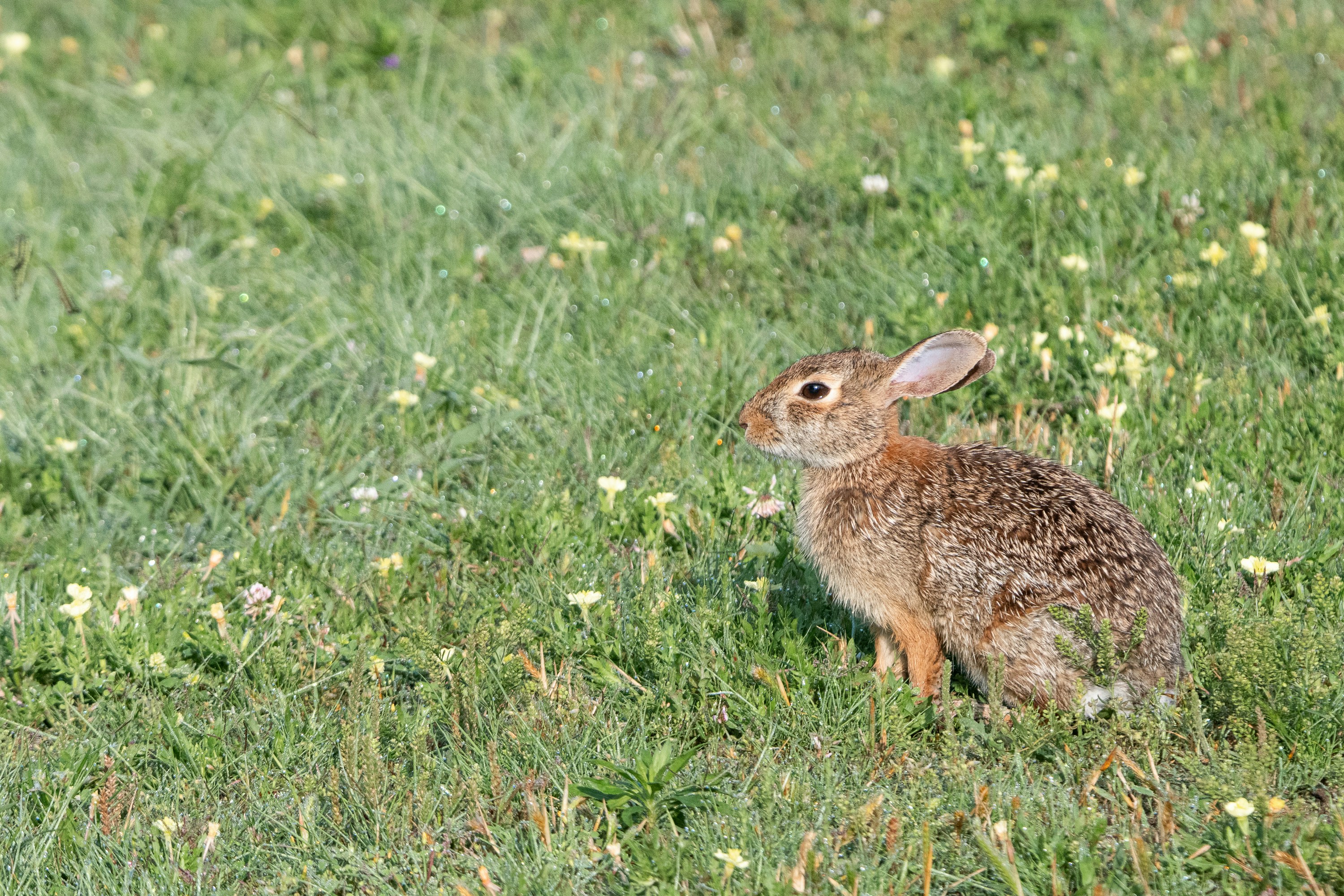 A cute rabbit sits in a grassy field. photo – Free Animal Image on Unsplash