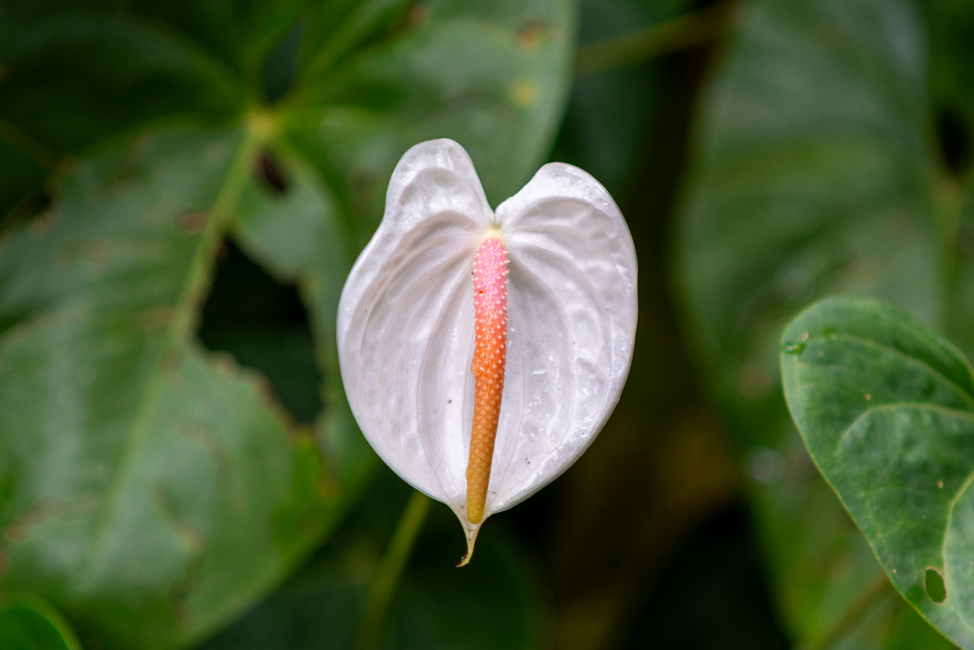 White Spathe, Pink-Orange Spadix: A Quiet Moment in Verdant Light