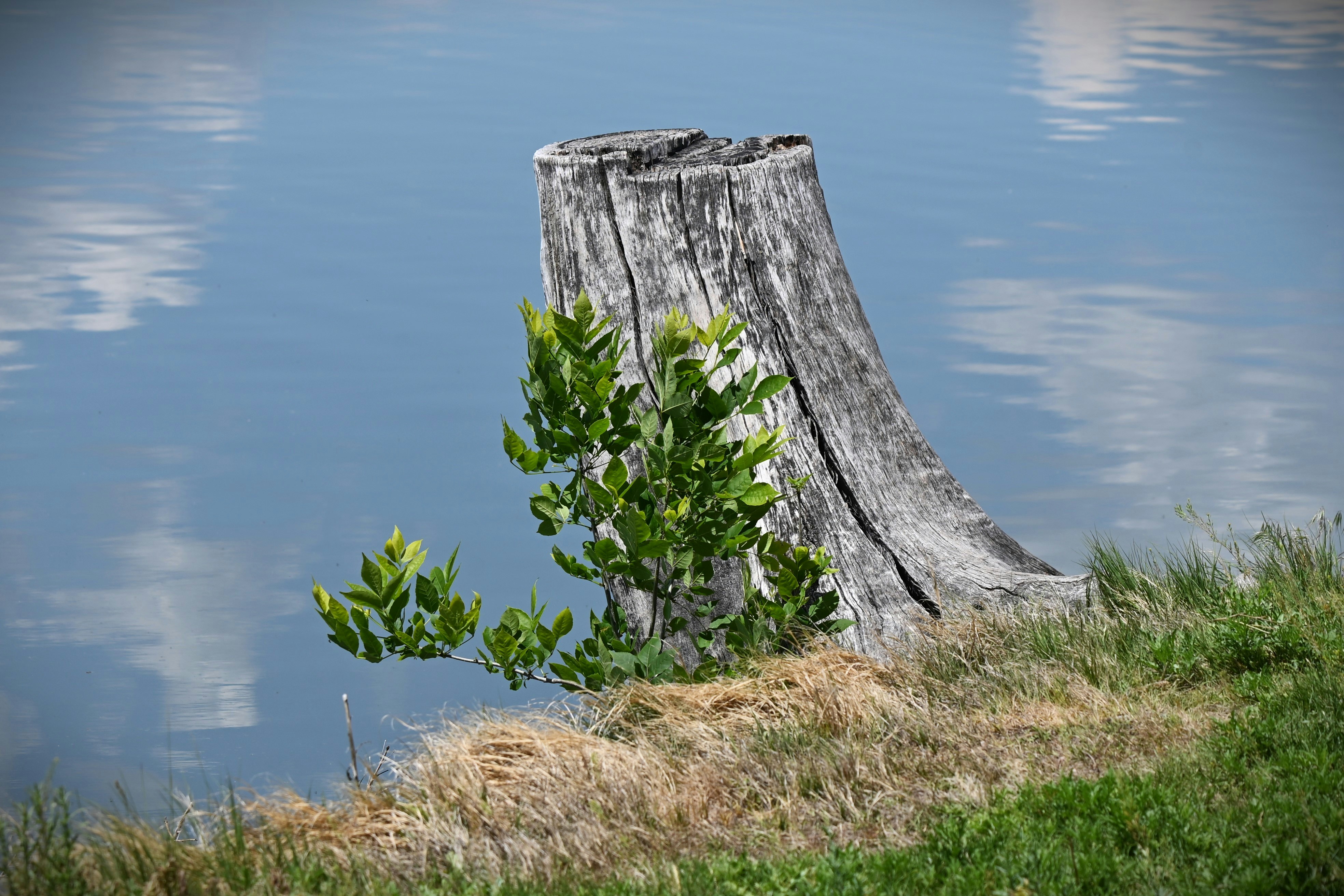 Nature's Resilience: Life on a Stump