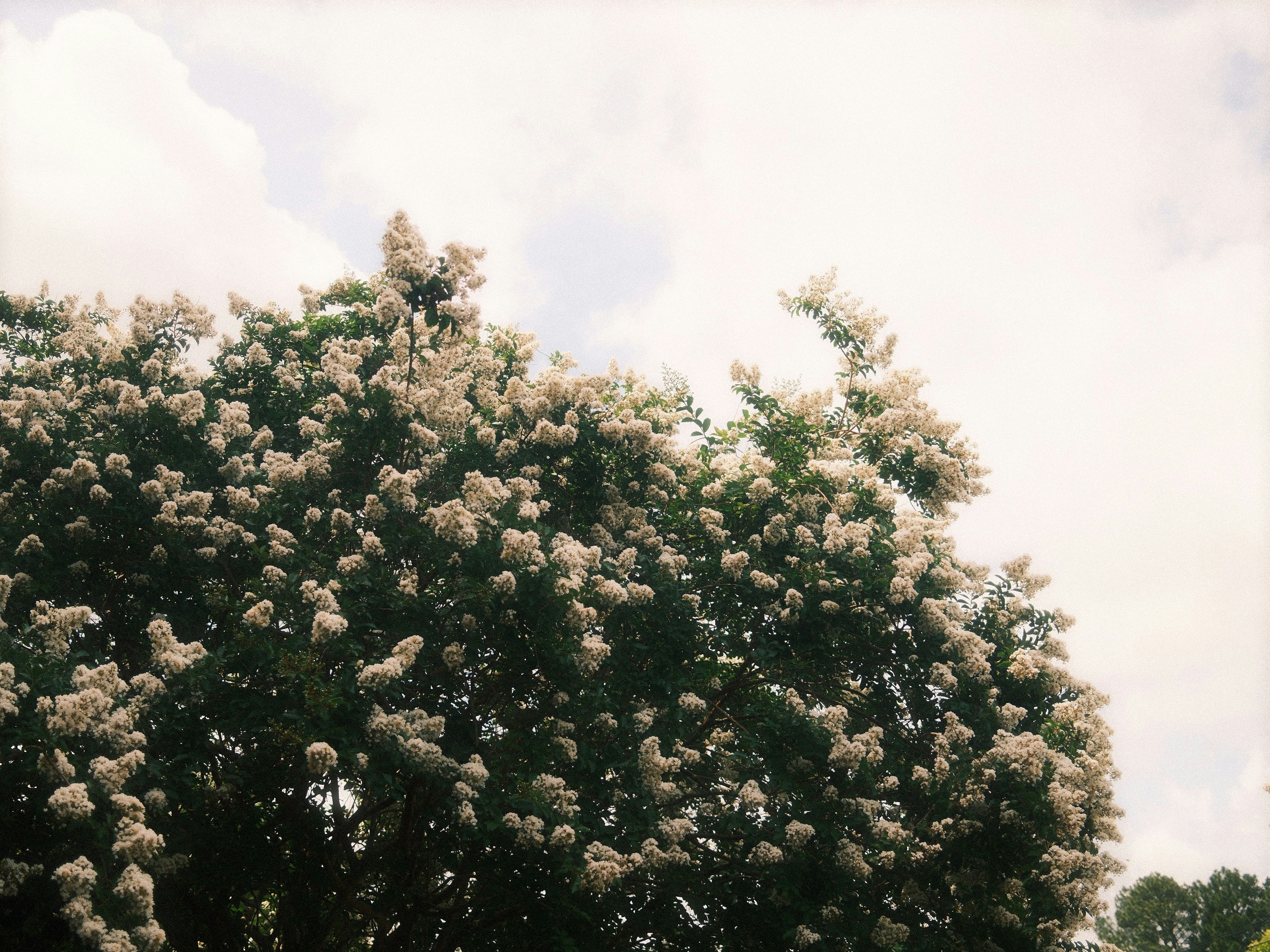 Whispers of Spring: A Floral Canopy