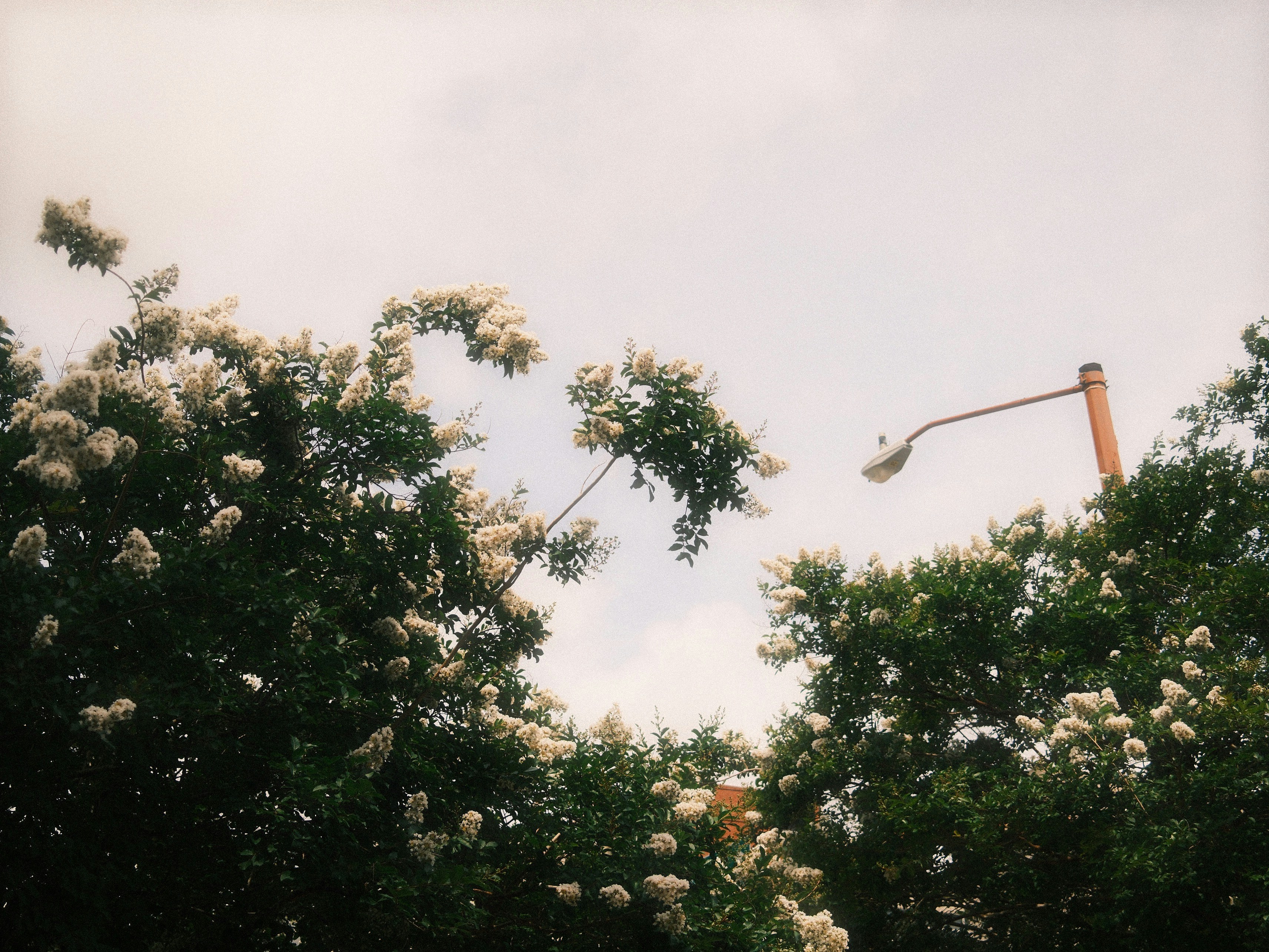 Lantern Above the Blossoms: A Quiet Streetlight Among White-Flowered Canopy