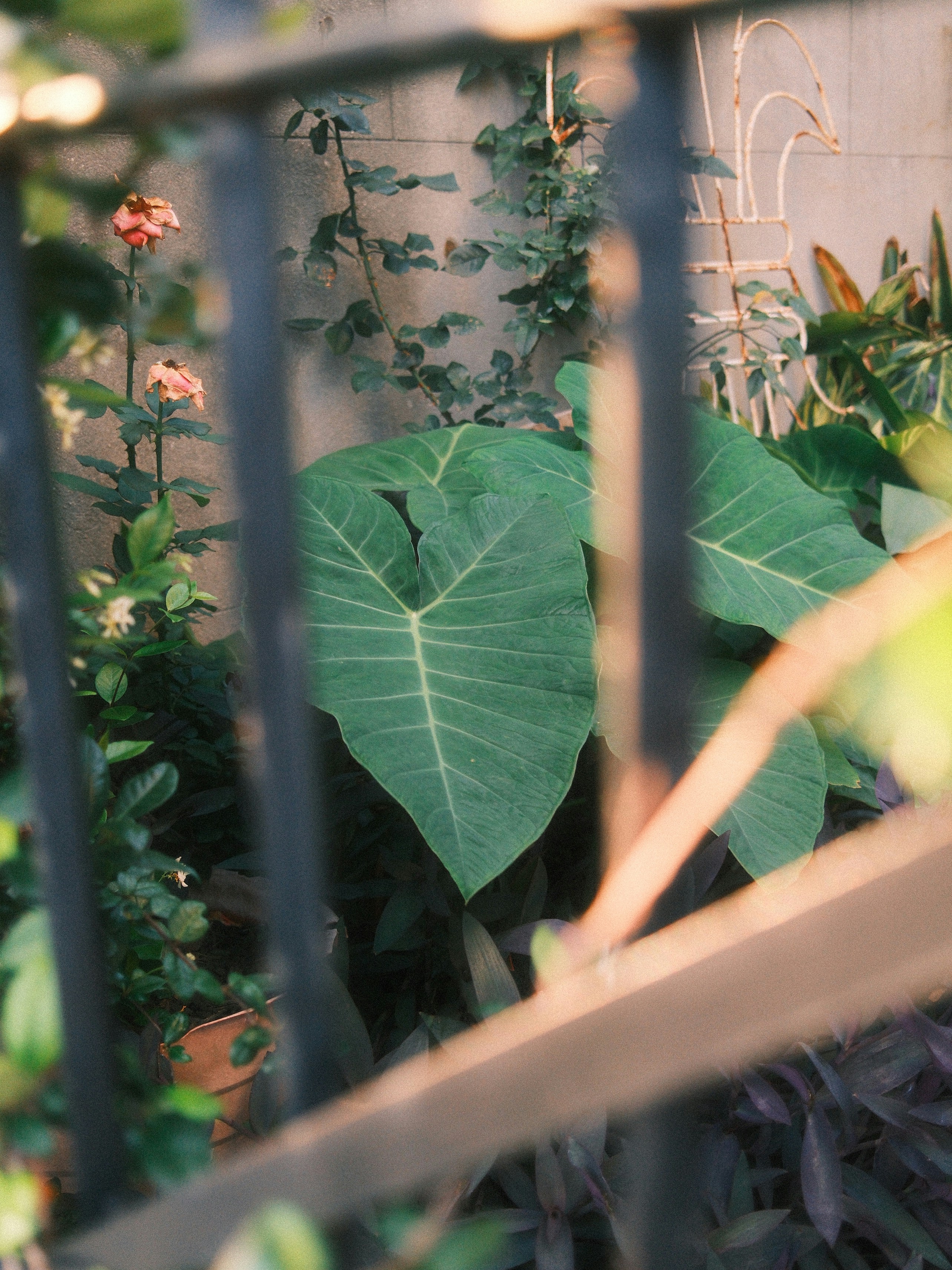 Veined Green Center: A Leaf Framed by Garden Bars
