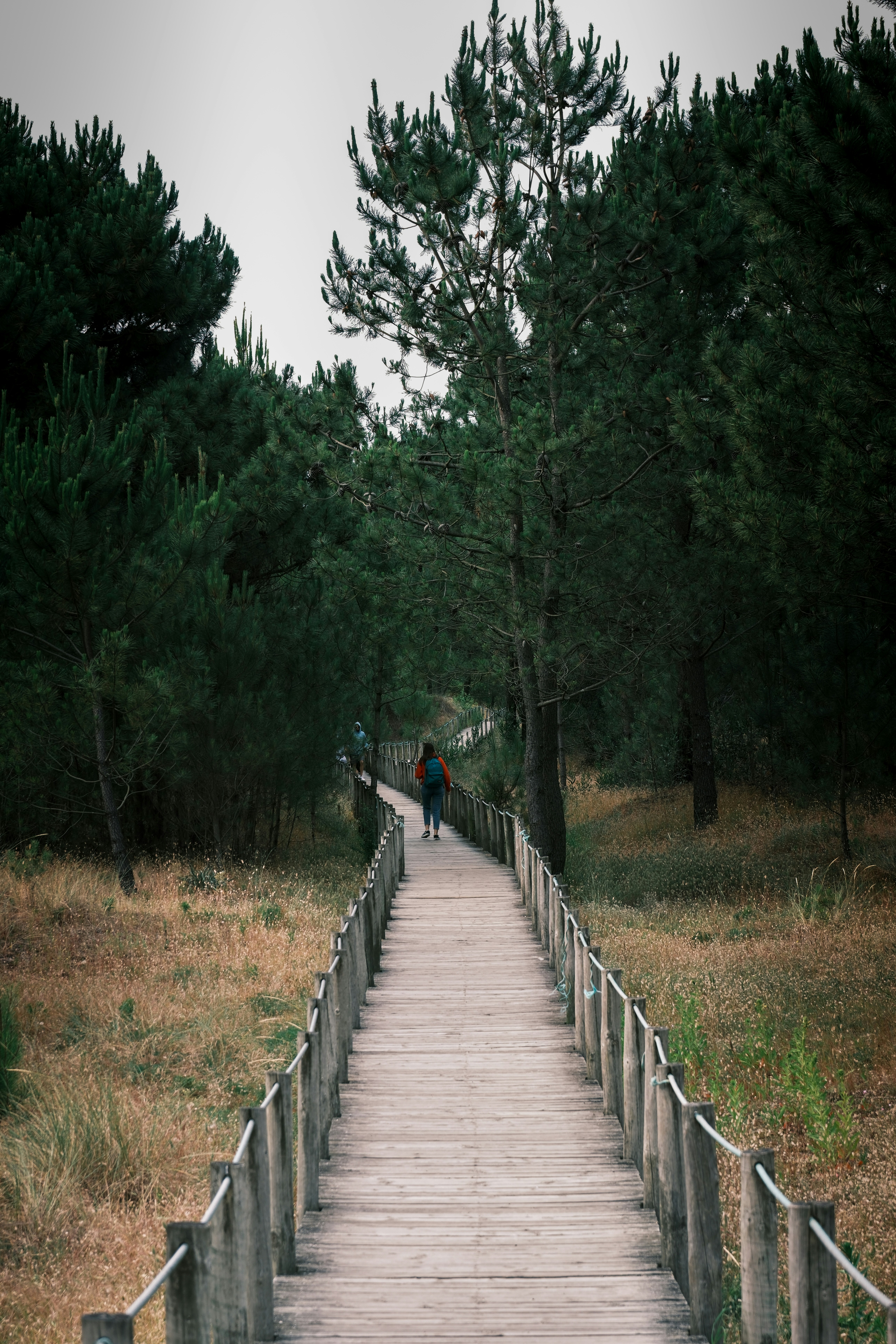 Pathway Through the Whispering Pines