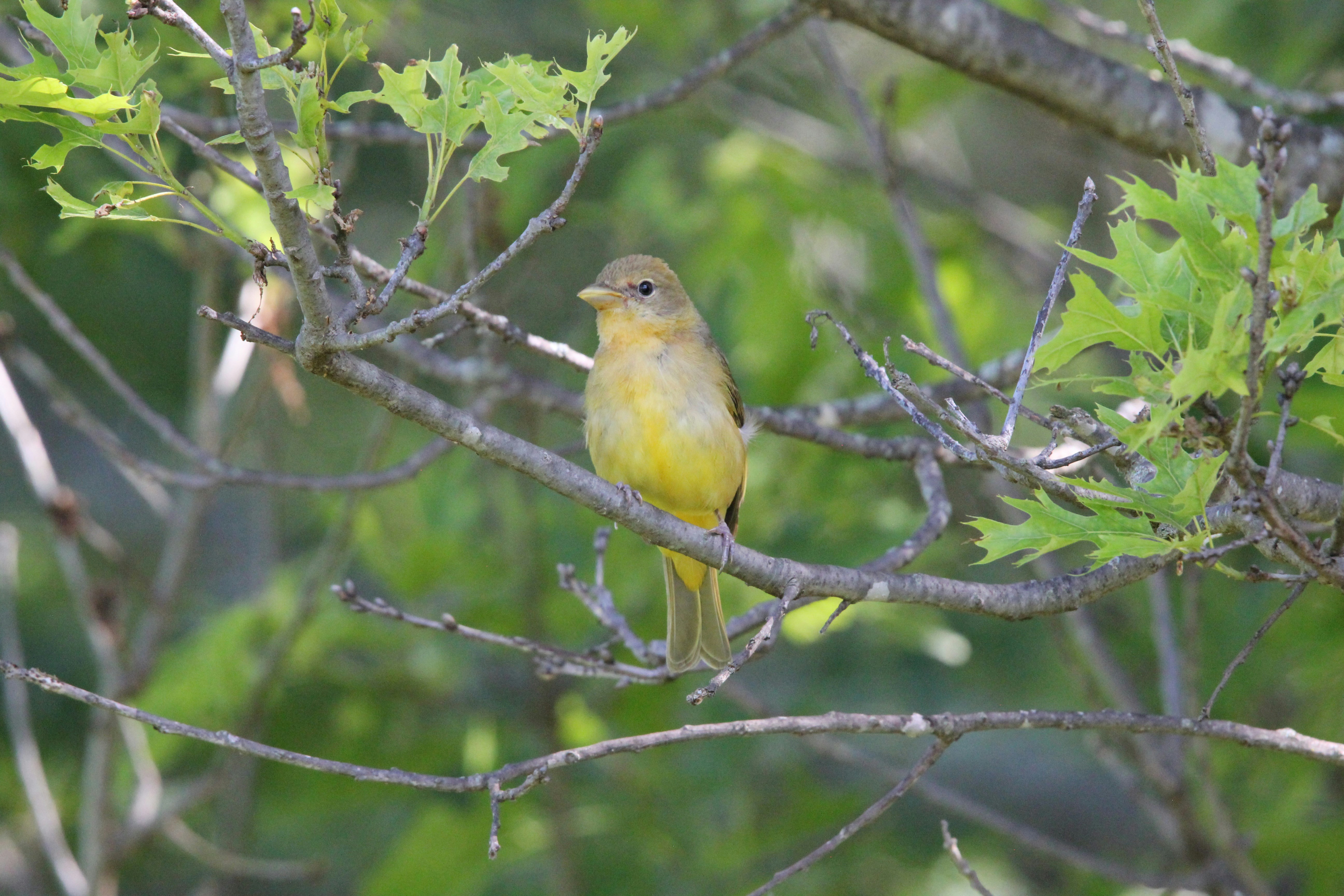 Gold Warbler Perched Amid Spring-green Branches