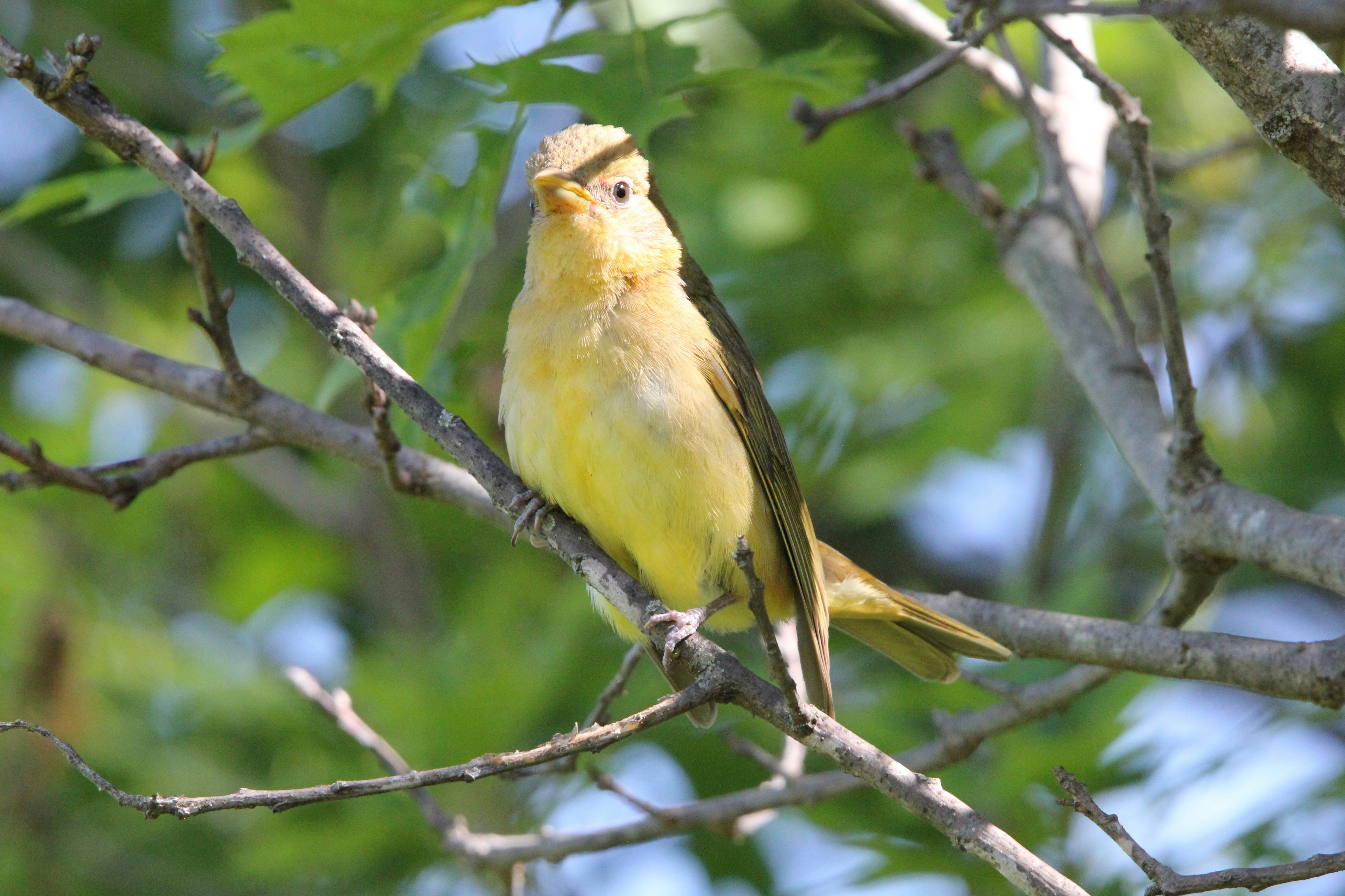 Sunlit Golden Warbler Perched in a Quiet Green Canopy