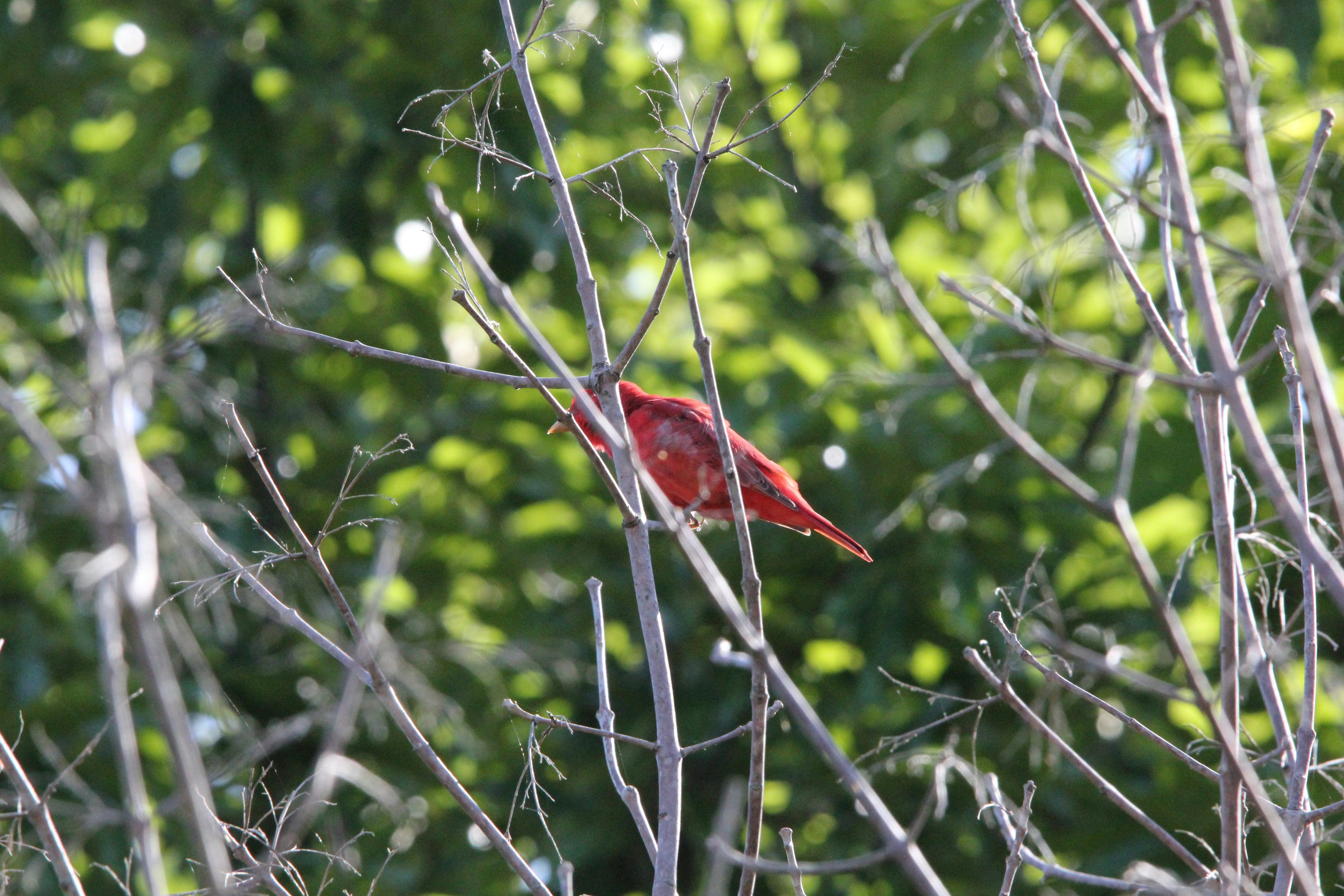 A Northern Cardinal hiding (badly) in the thin tree branches.