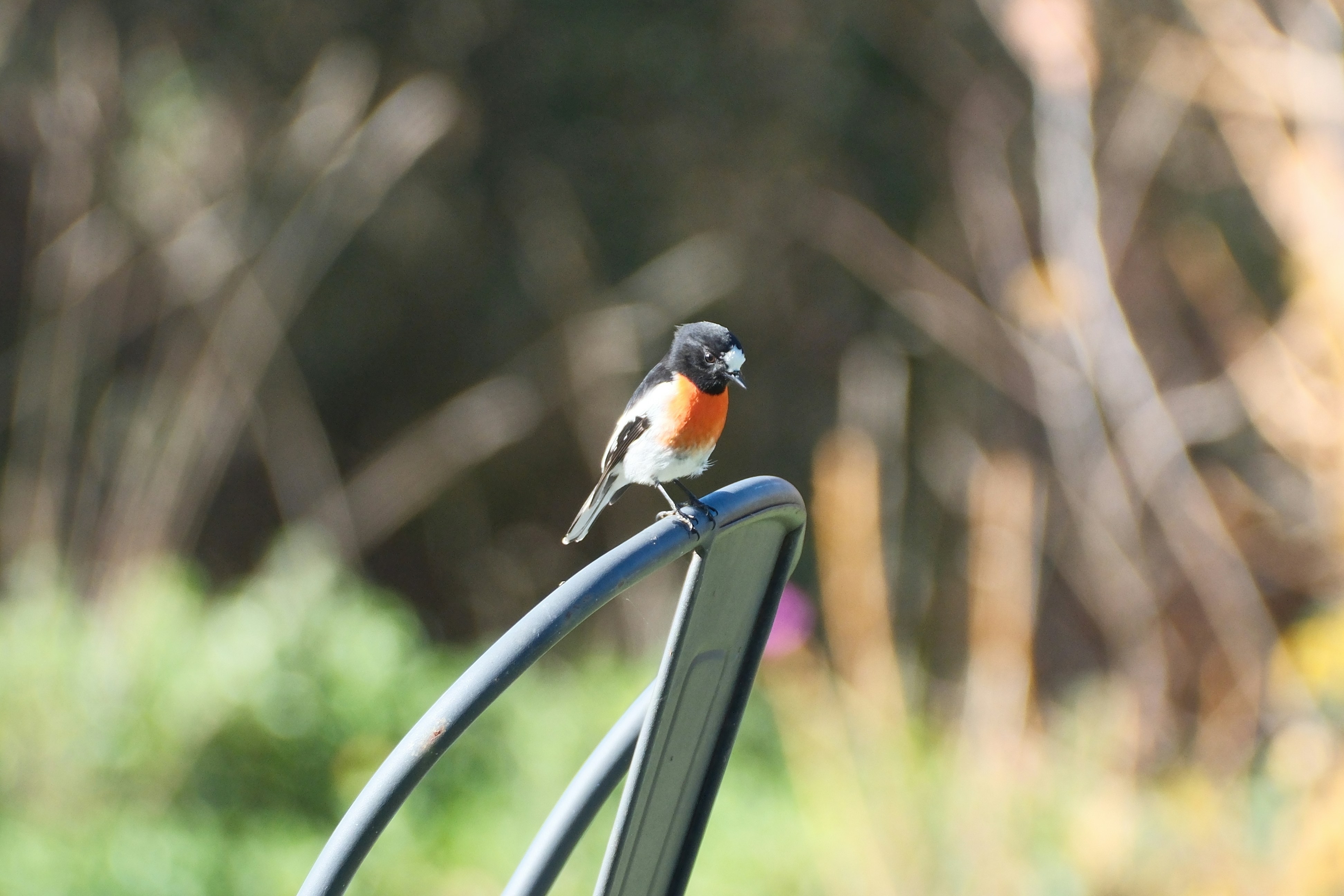 Robin on a Curved Garden Arc: a moment of color and balance