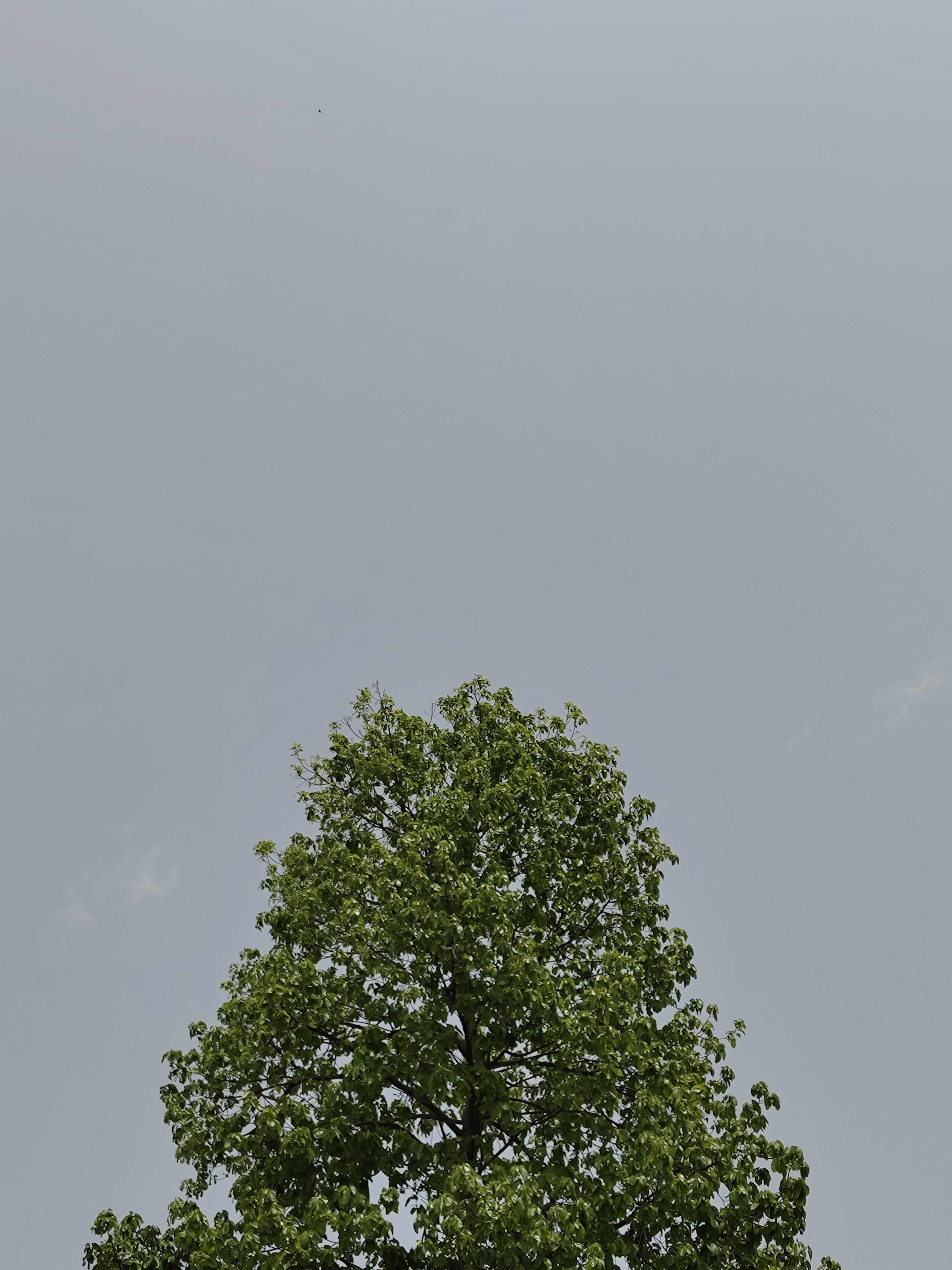 A lush green tree stands prominently against a muted gray sky, showcasing nature's tranquility and strength.