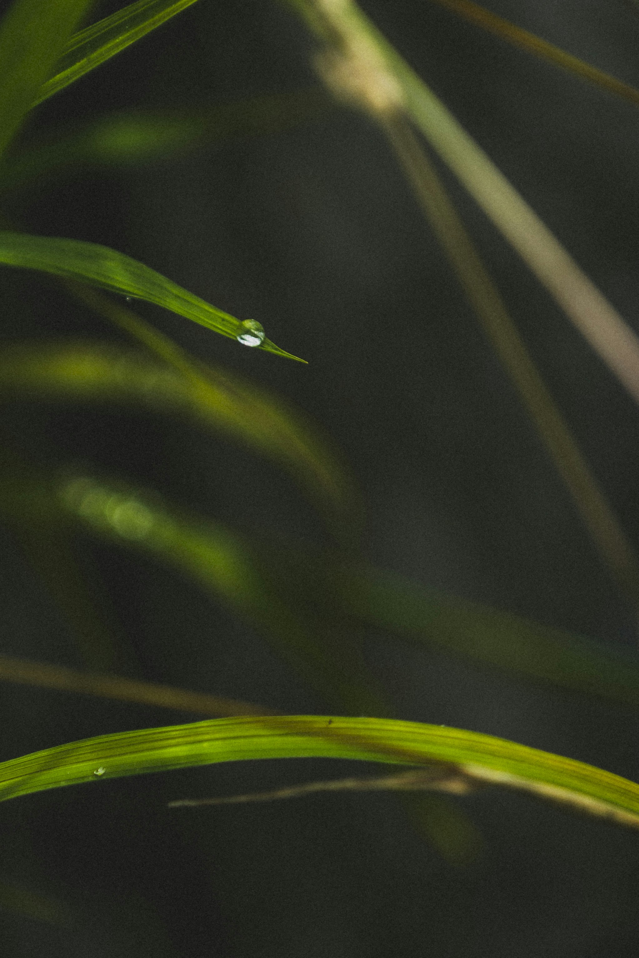 Close-up of a green leaf with a single raindrop resting at its tip, surrounded by blurred foliage. The contrast highlights the delicate beauty of nature.