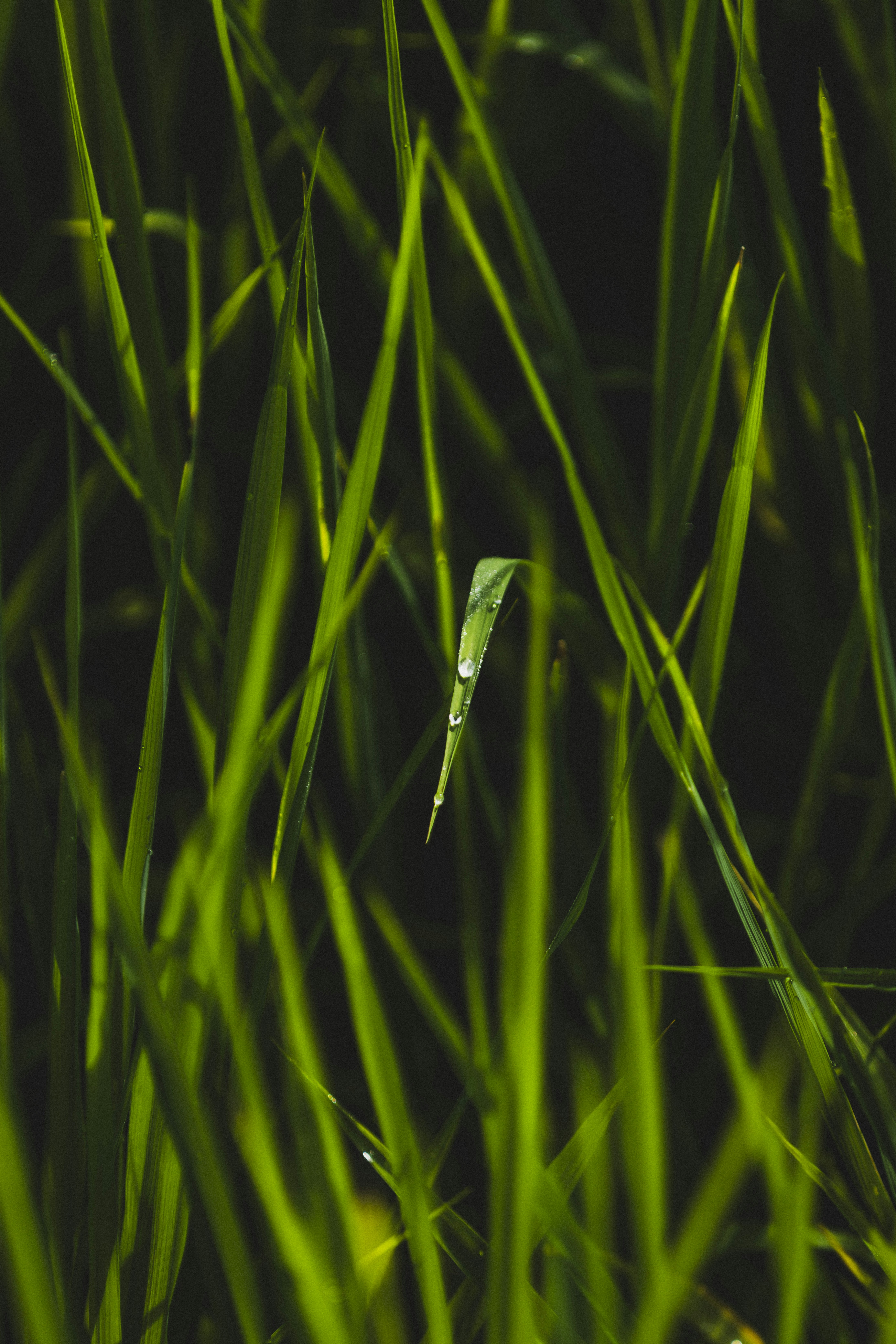 Photo by Lee Milo with Canon EOS R5